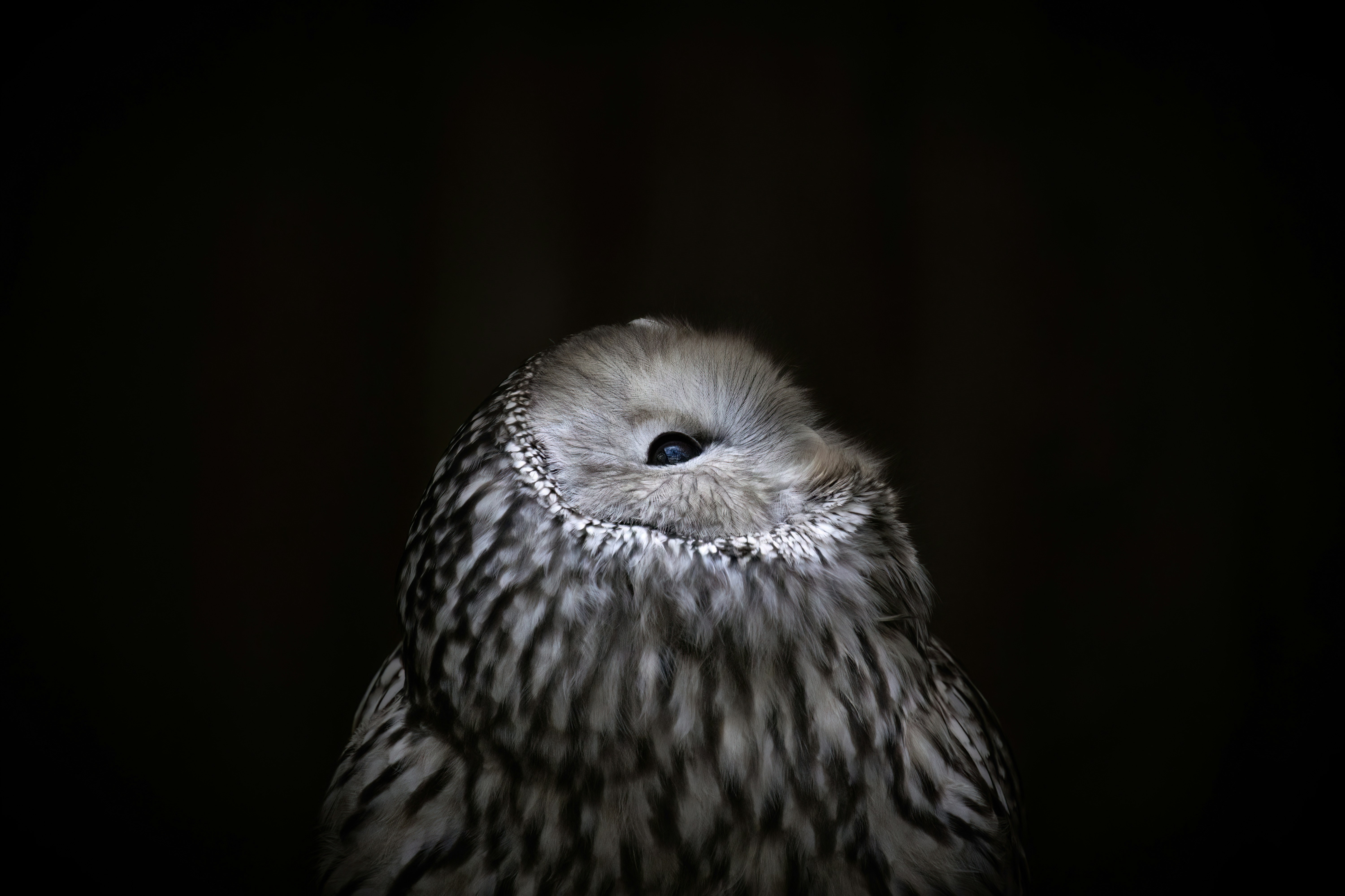 A close up of an owl photo – Free Animal Image on Unsplash