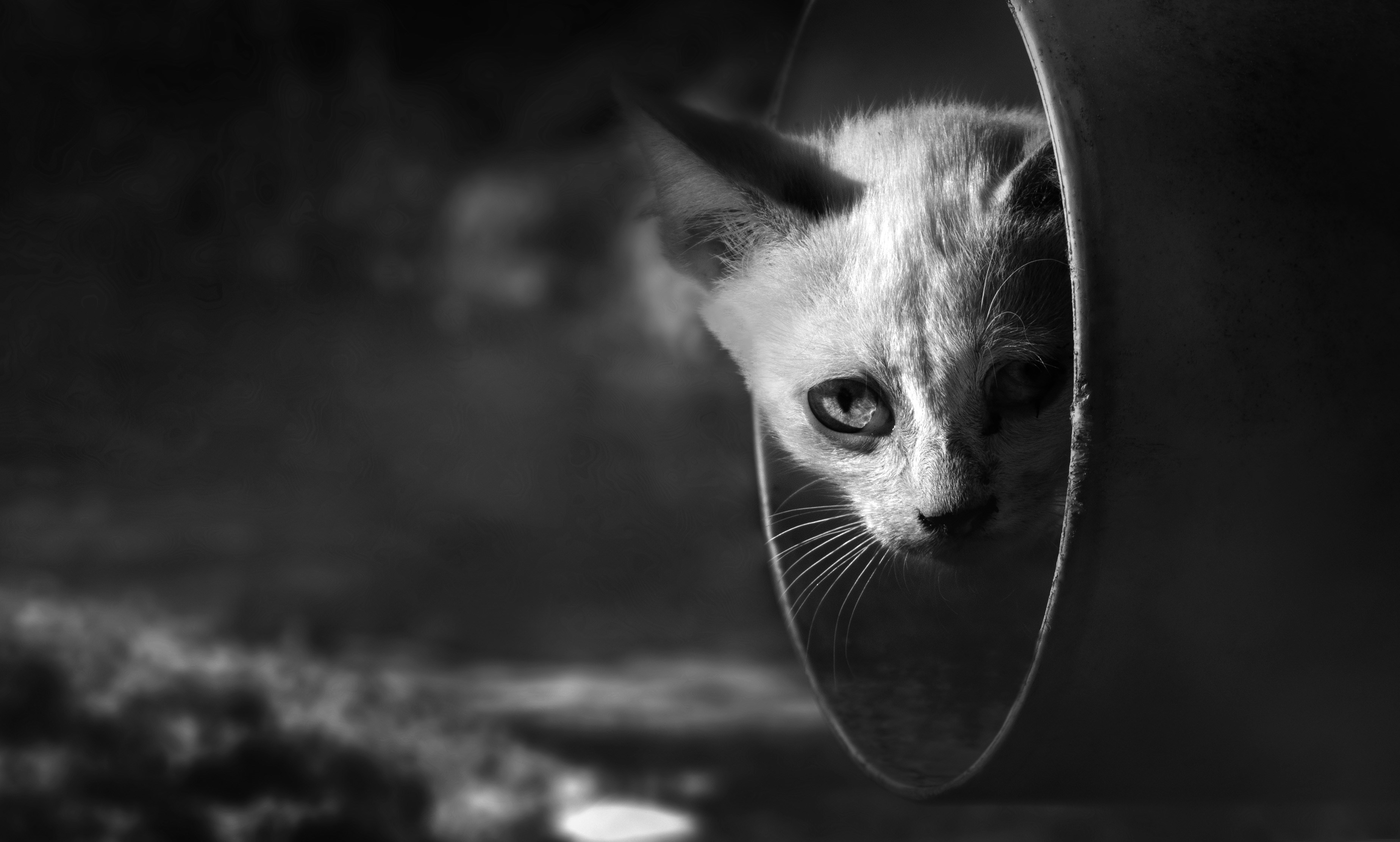 Through the Ring: a cat's wary gaze from a shadowed aperture