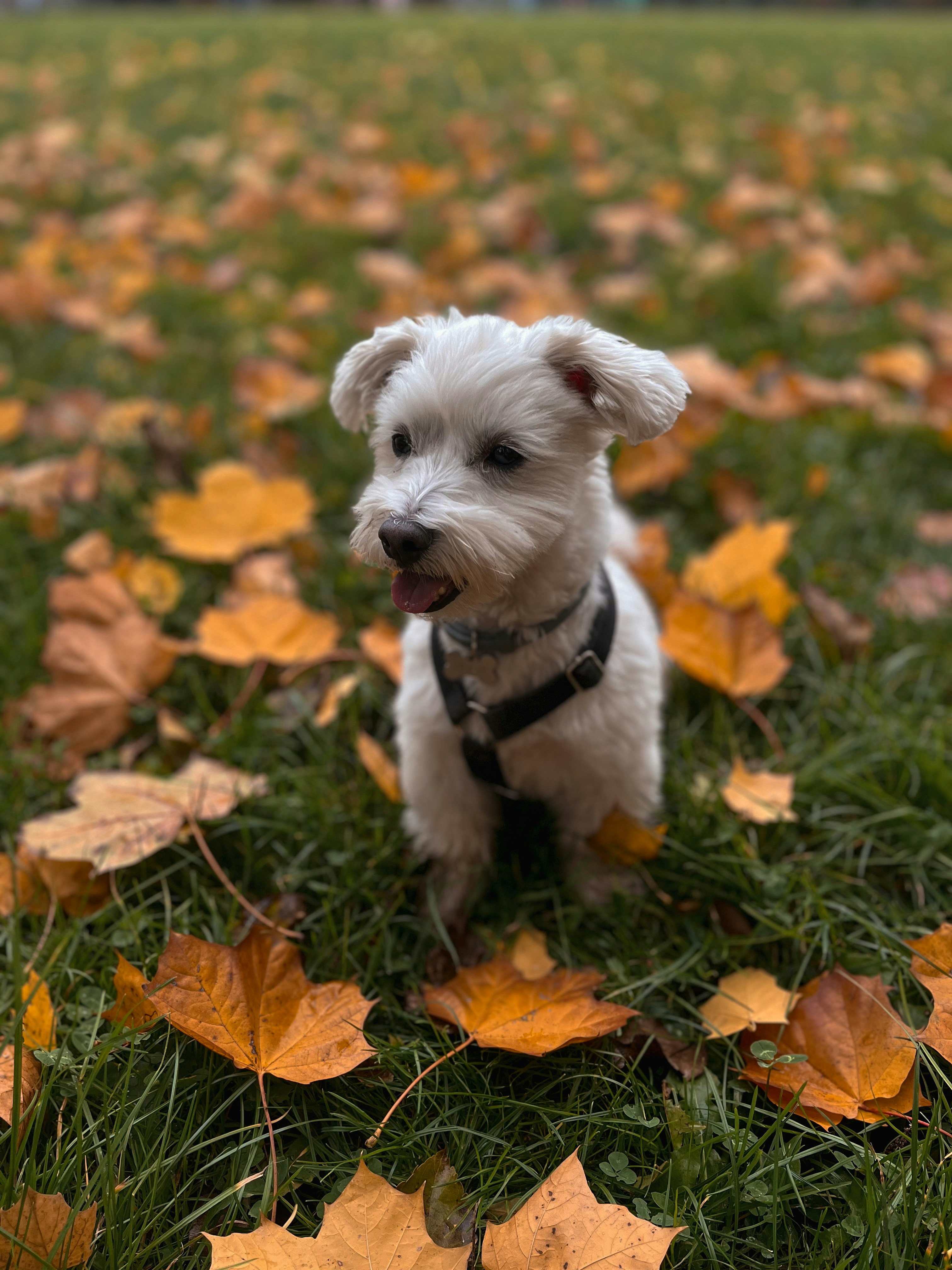 White puppy in a harness sits on a grassy lawn scattered with orange maple leaves.