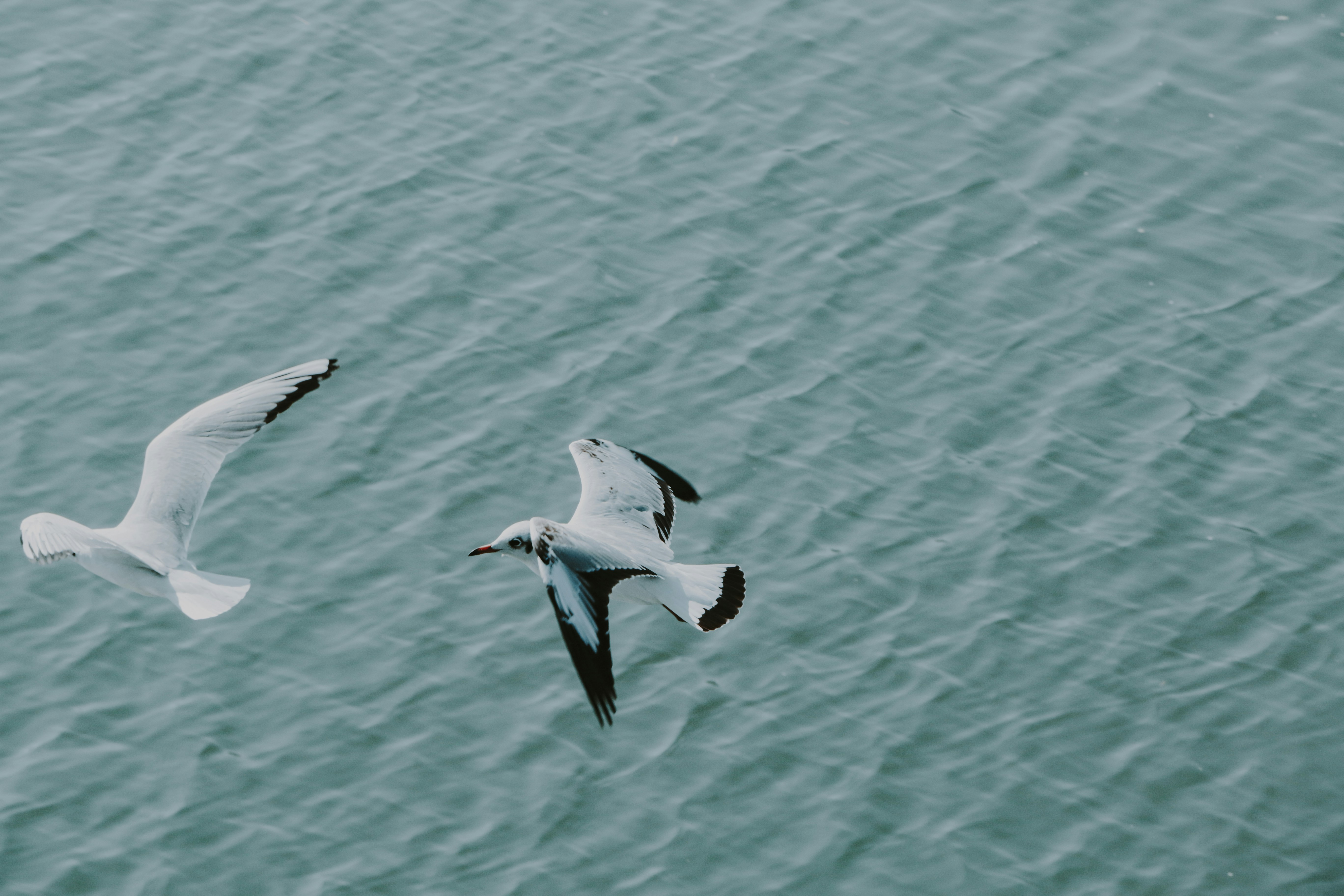 Birds flying over water photo – Free Naf river Image on Unsplash