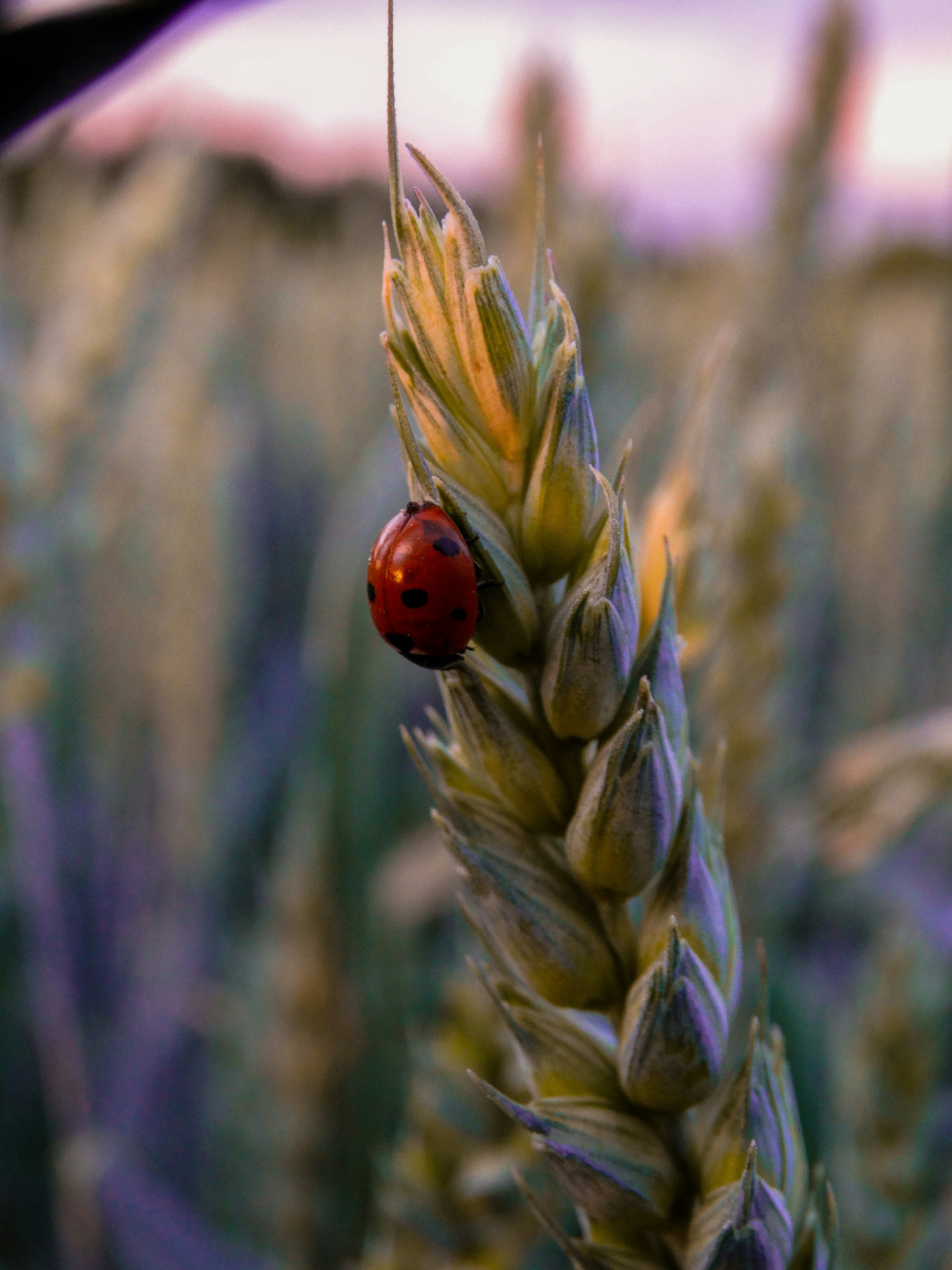 Close-up of a red ladybug perched on a wheat spike, with a softly blurred field in the background. The photo highlights the insect against the grain and captures delicate color contrasts.