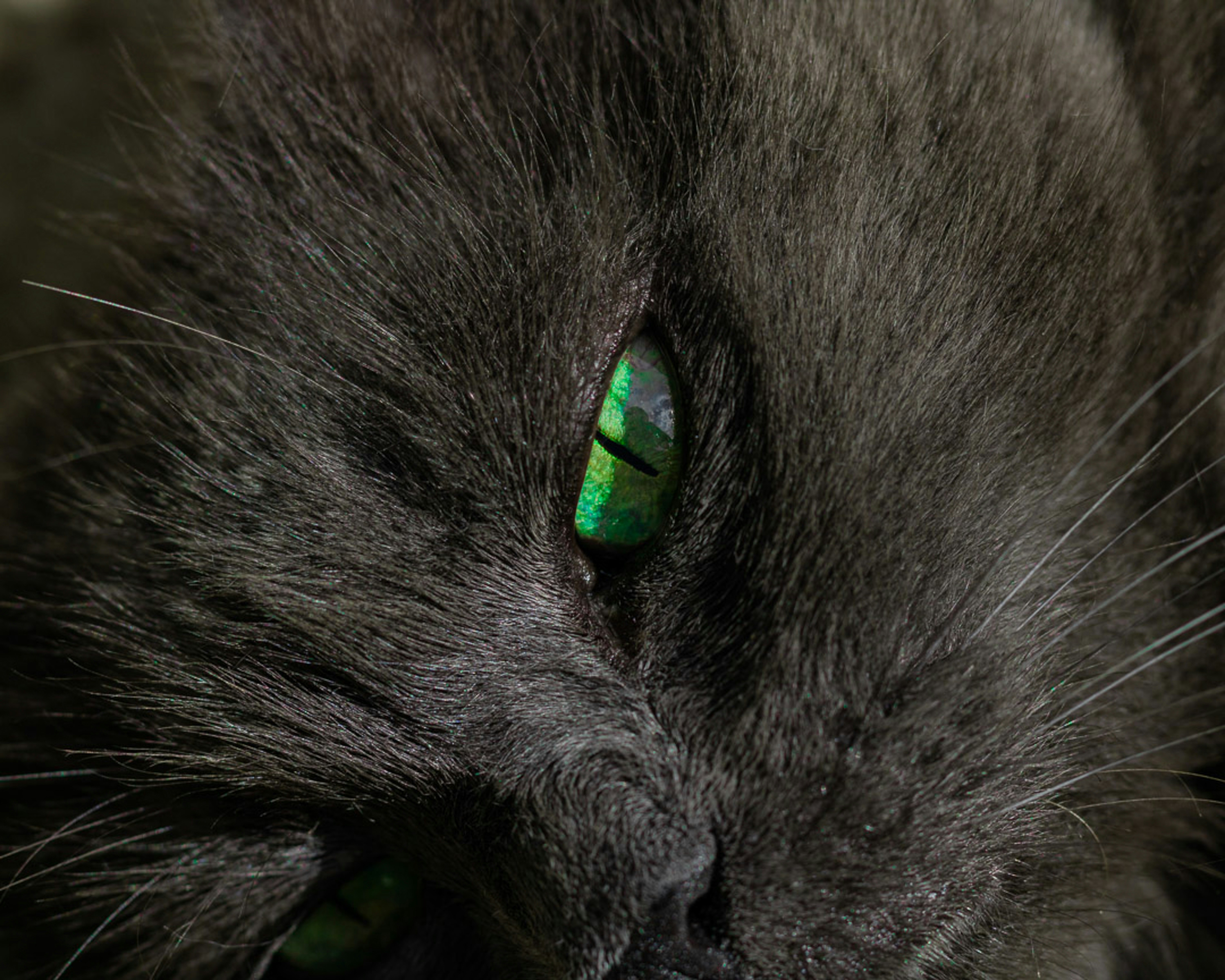 Emerald Gaze in Velvet Night: A Cat’s Close-Up