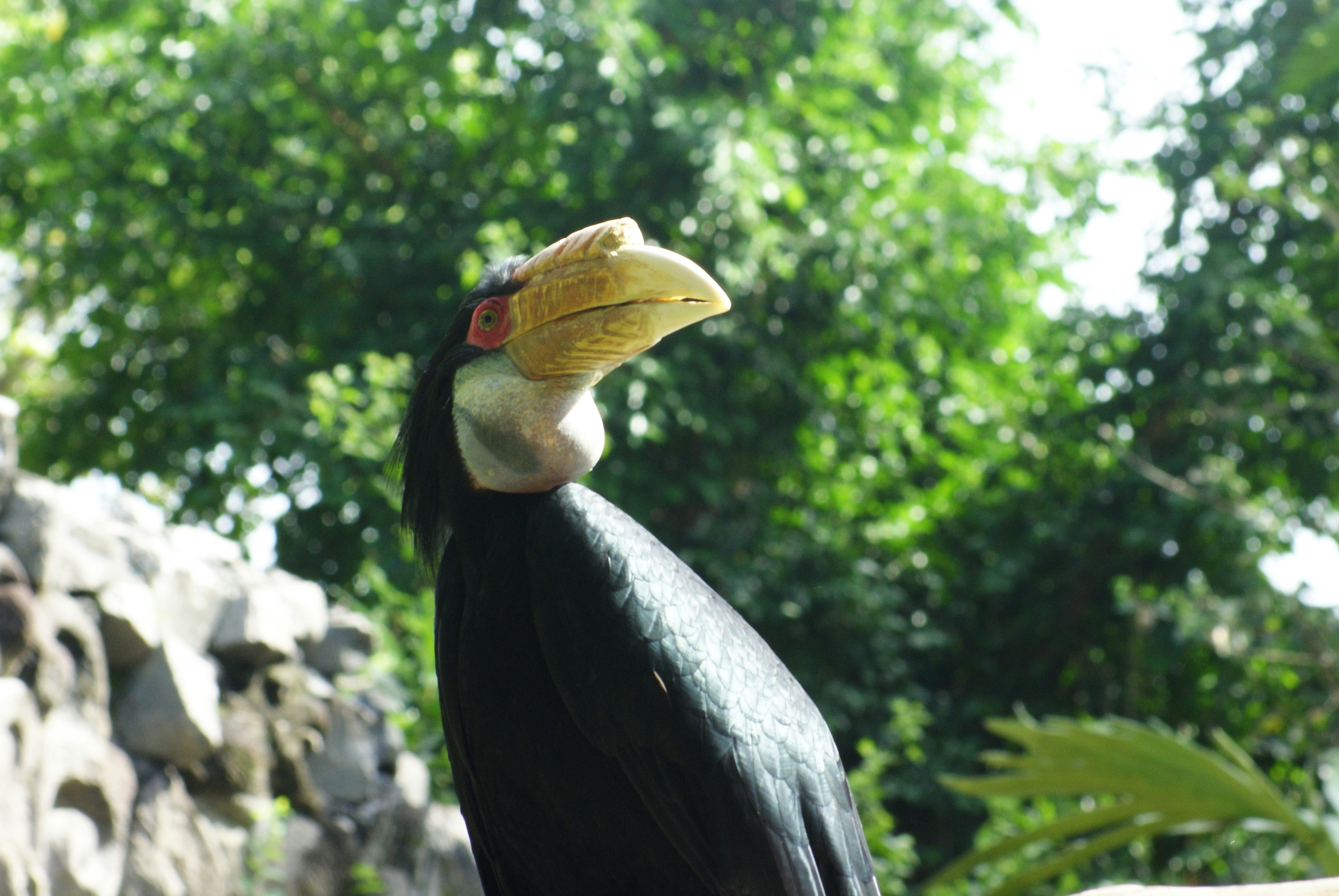 A hornbill gazes curiously among lush greenery, showcasing its distinctive beak and vibrant colors. The background features soft, blurred foliage.