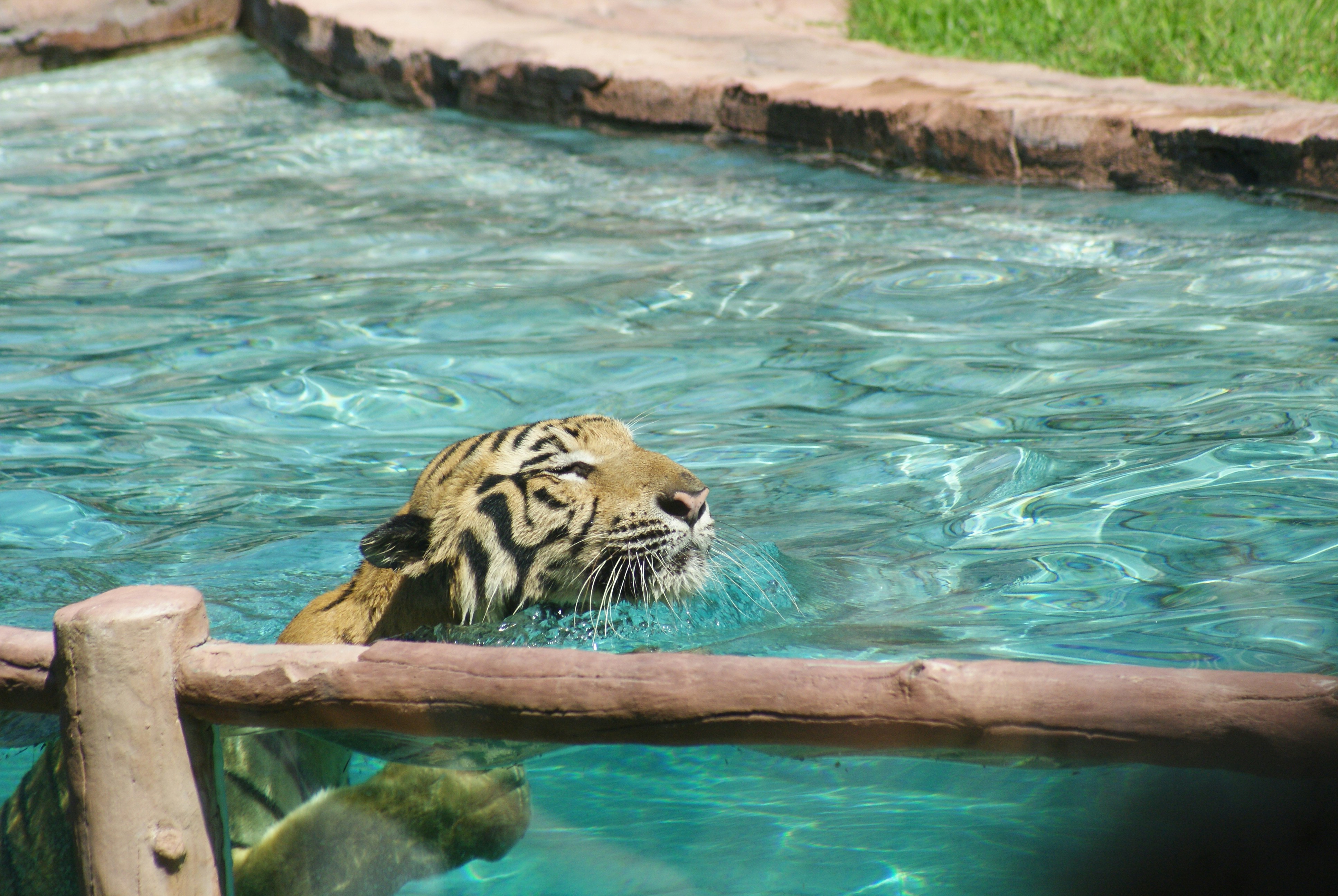 Photo by Rafi Ashraf with Sony Alpha 230