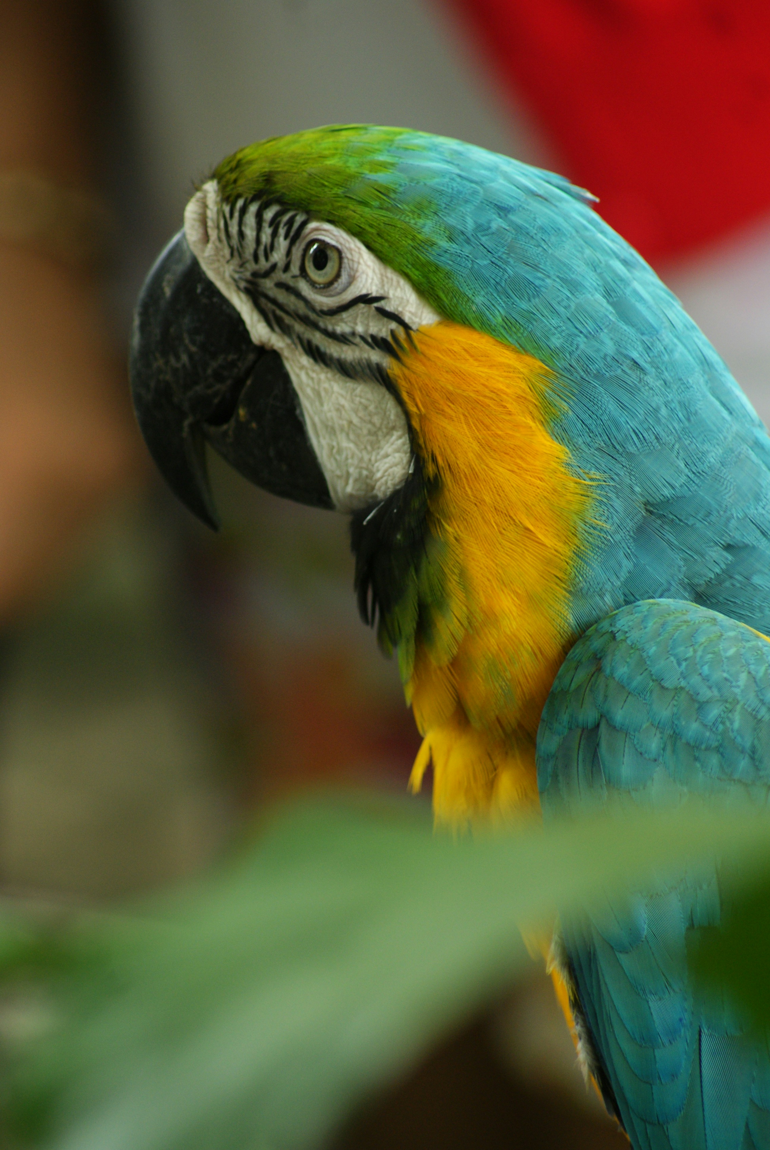 Photo by Rafi Ashraf with Sony Alpha 230