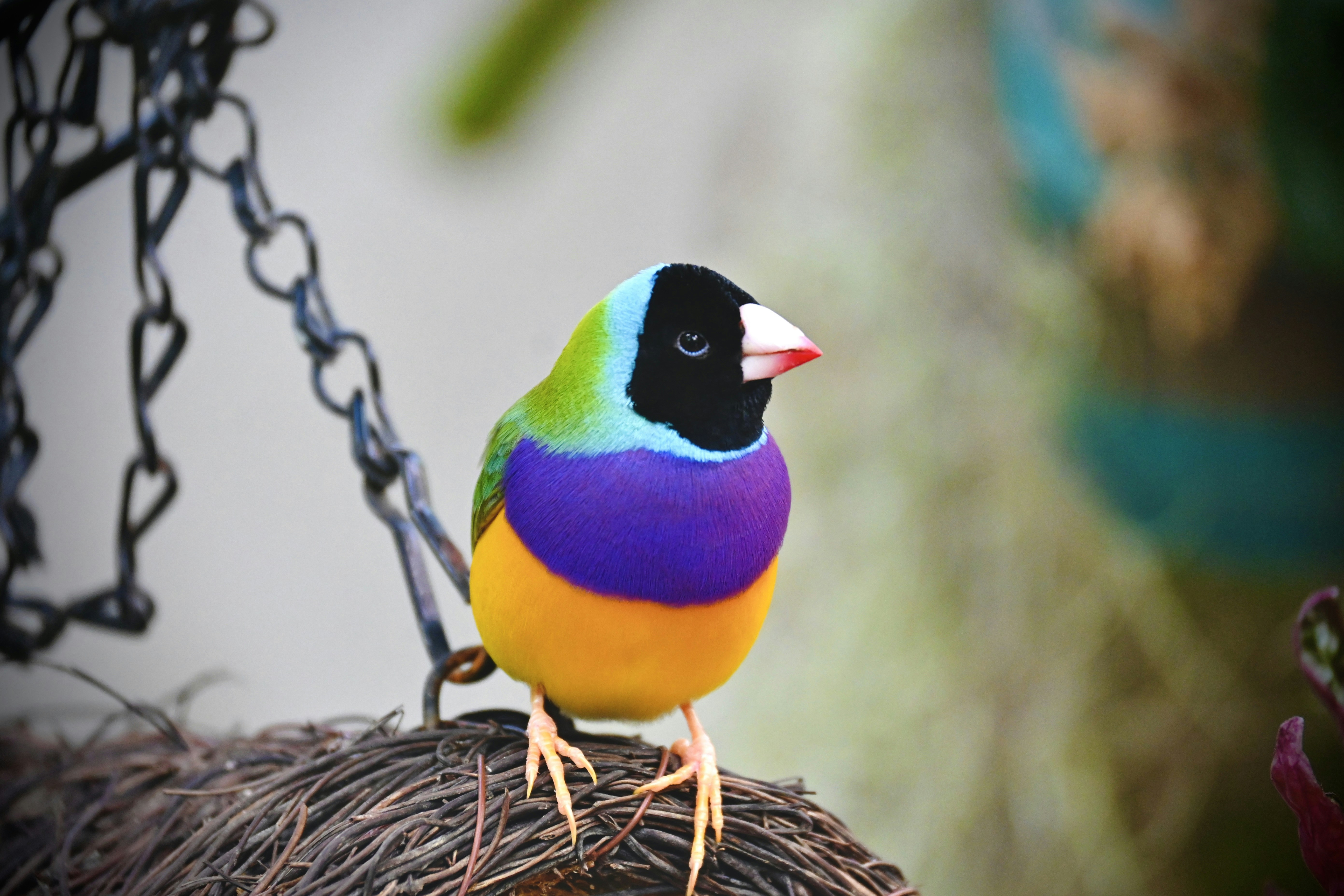 Colorful bird perched on a woven nest, showcasing its striking plumage. The intricate details highlight the beauty of nature.