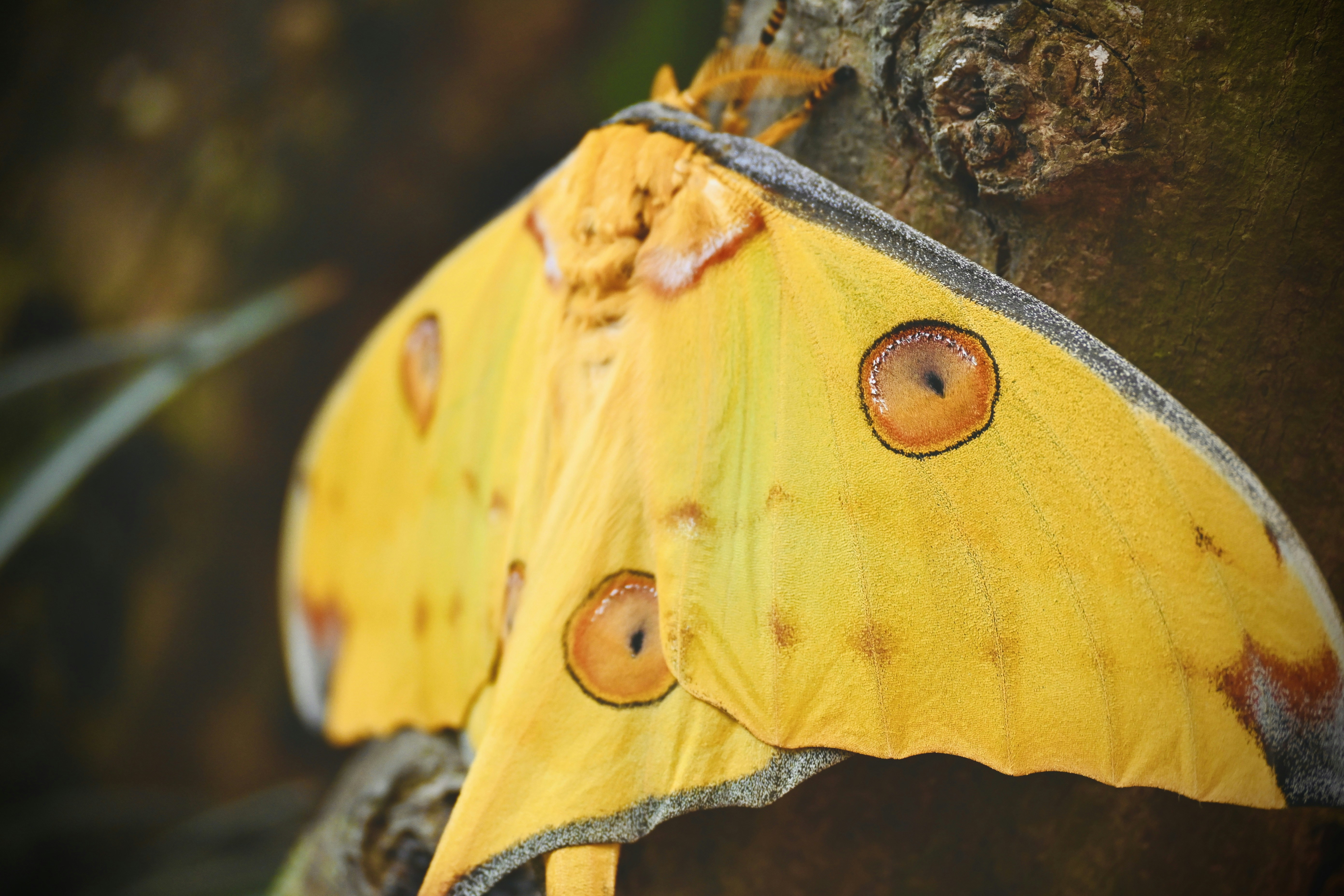 Luminous Monarch of the Orchard: a Yellow Swallowtail in Focus