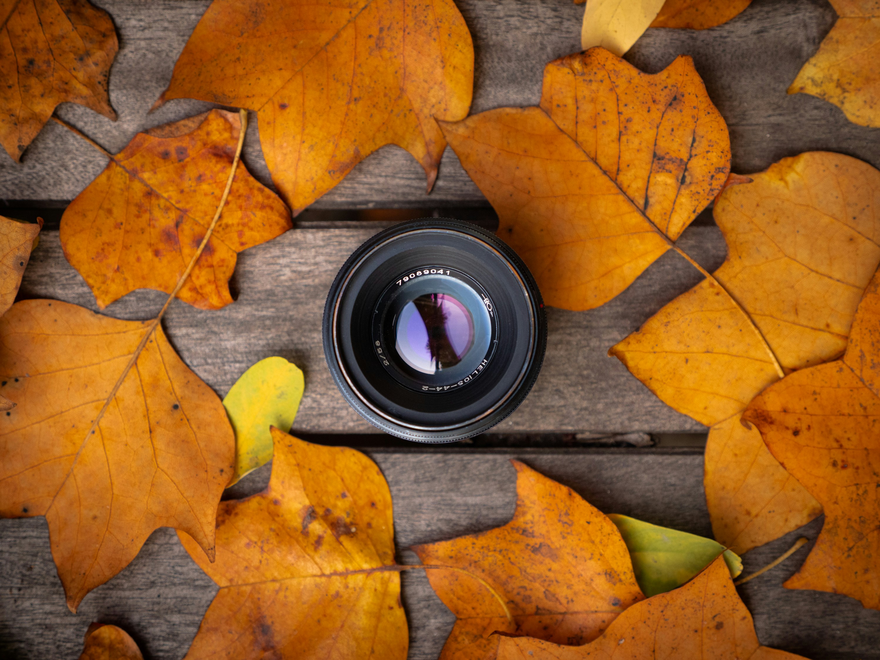 Center Stage in Autumn: A Lens Framed by Golden Leaves on Weathered Wood