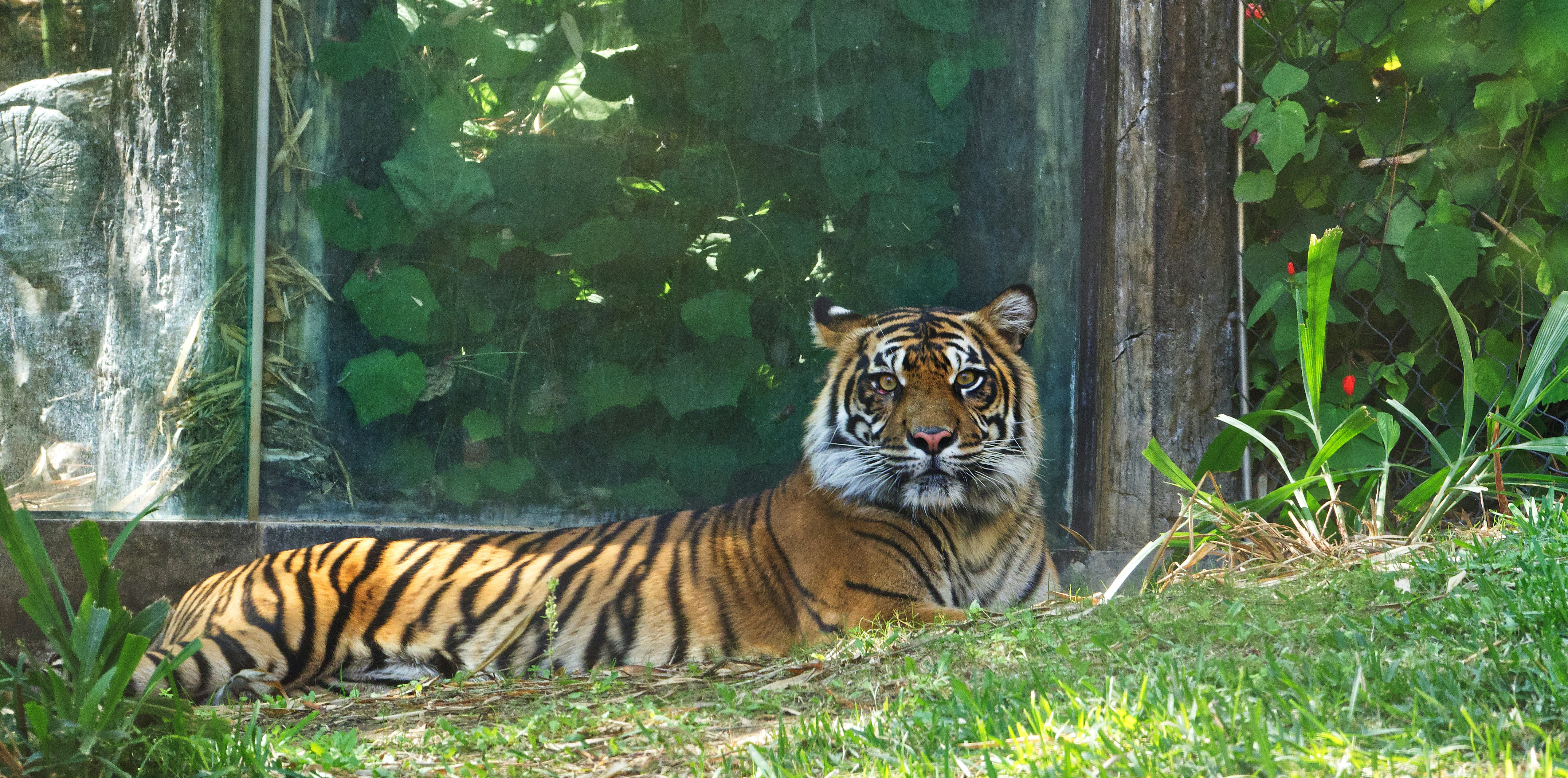 Sumatra tiger resting in a sunny enclosure with lush greenery.