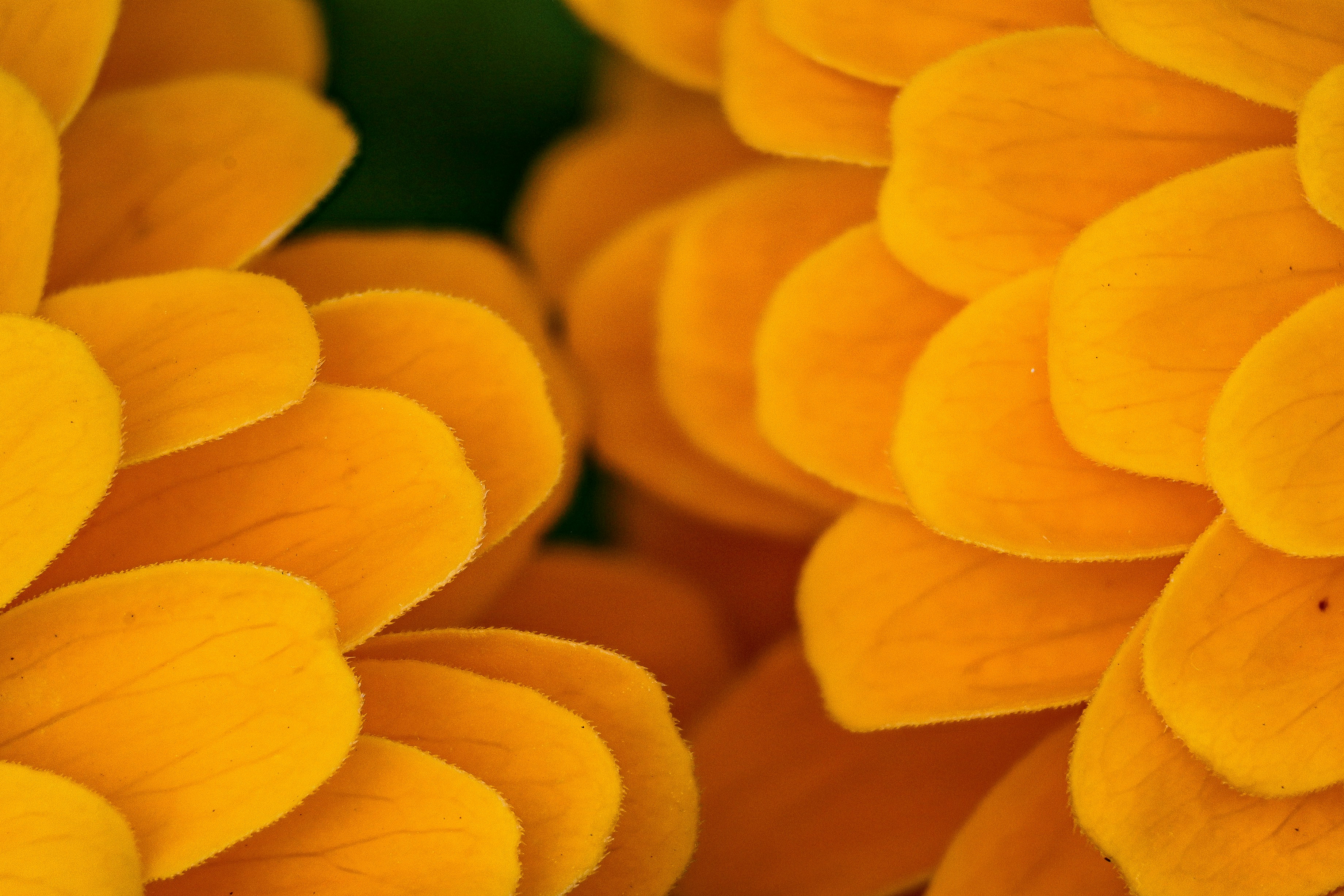 A pile of orange peels photo – Free Texture Image on Unsplash
