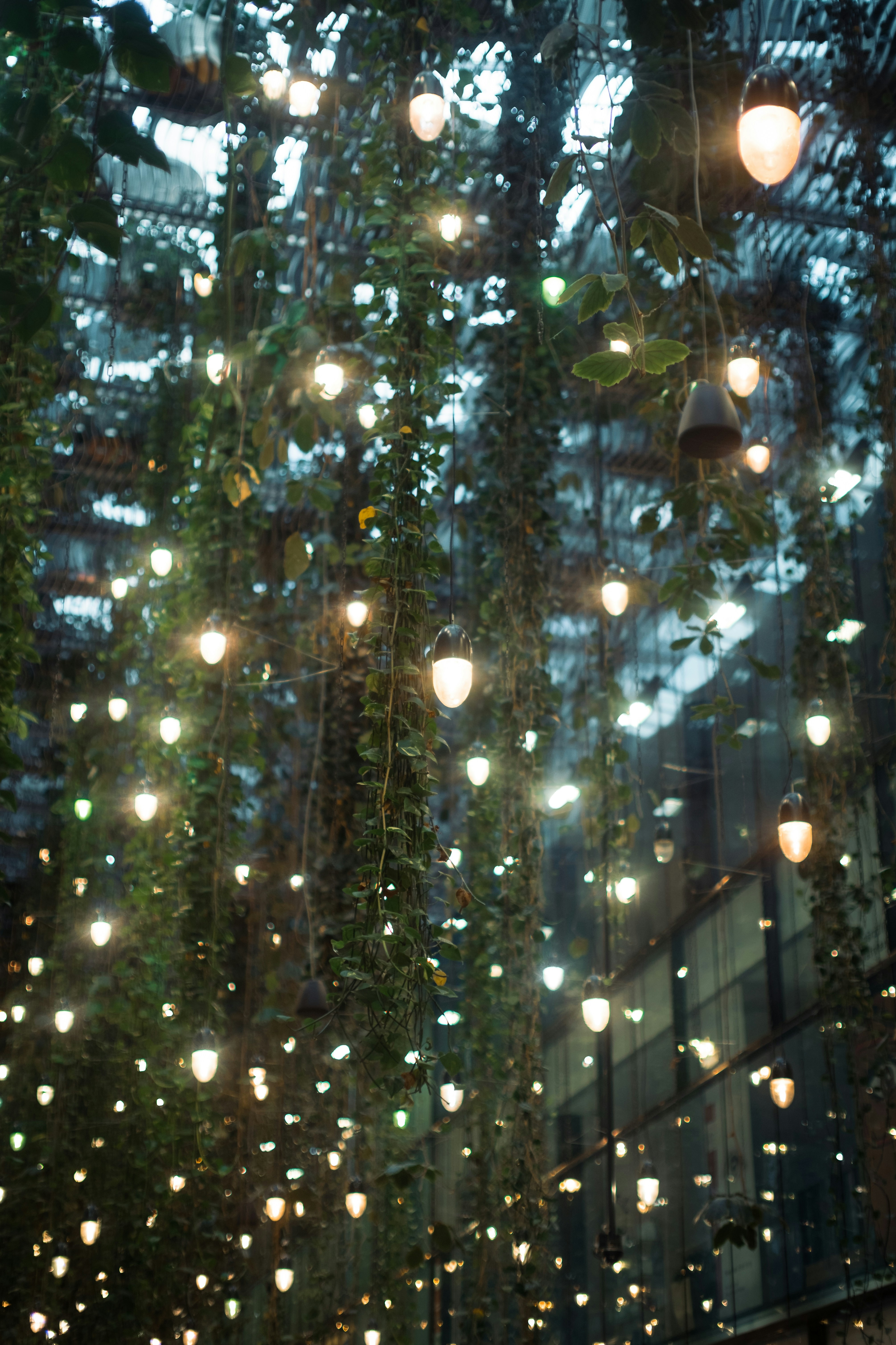 Glowing Orbs in a Canopy of Night