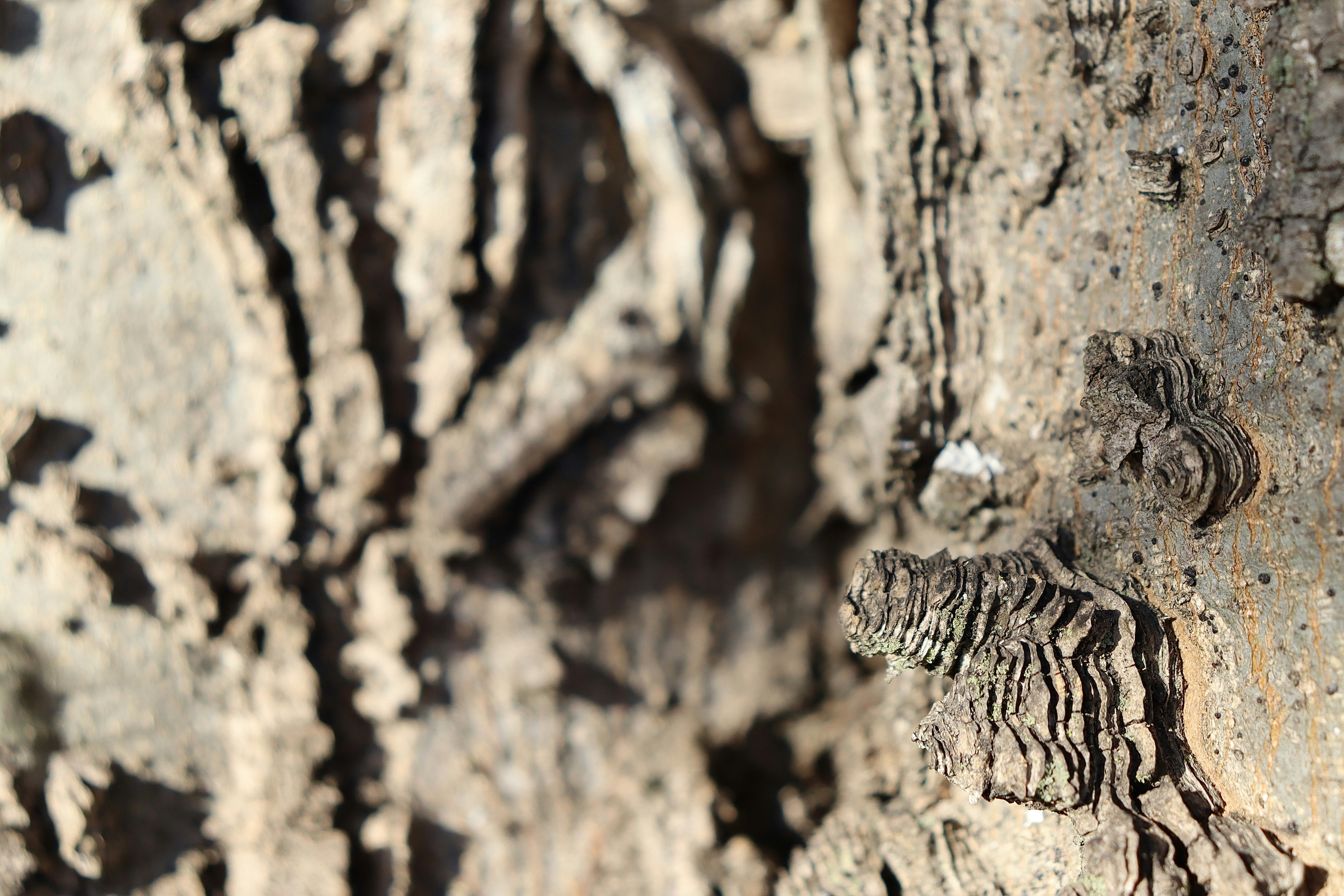 Knotwork in Bark: A Close-Up of Time-Worn Texture
