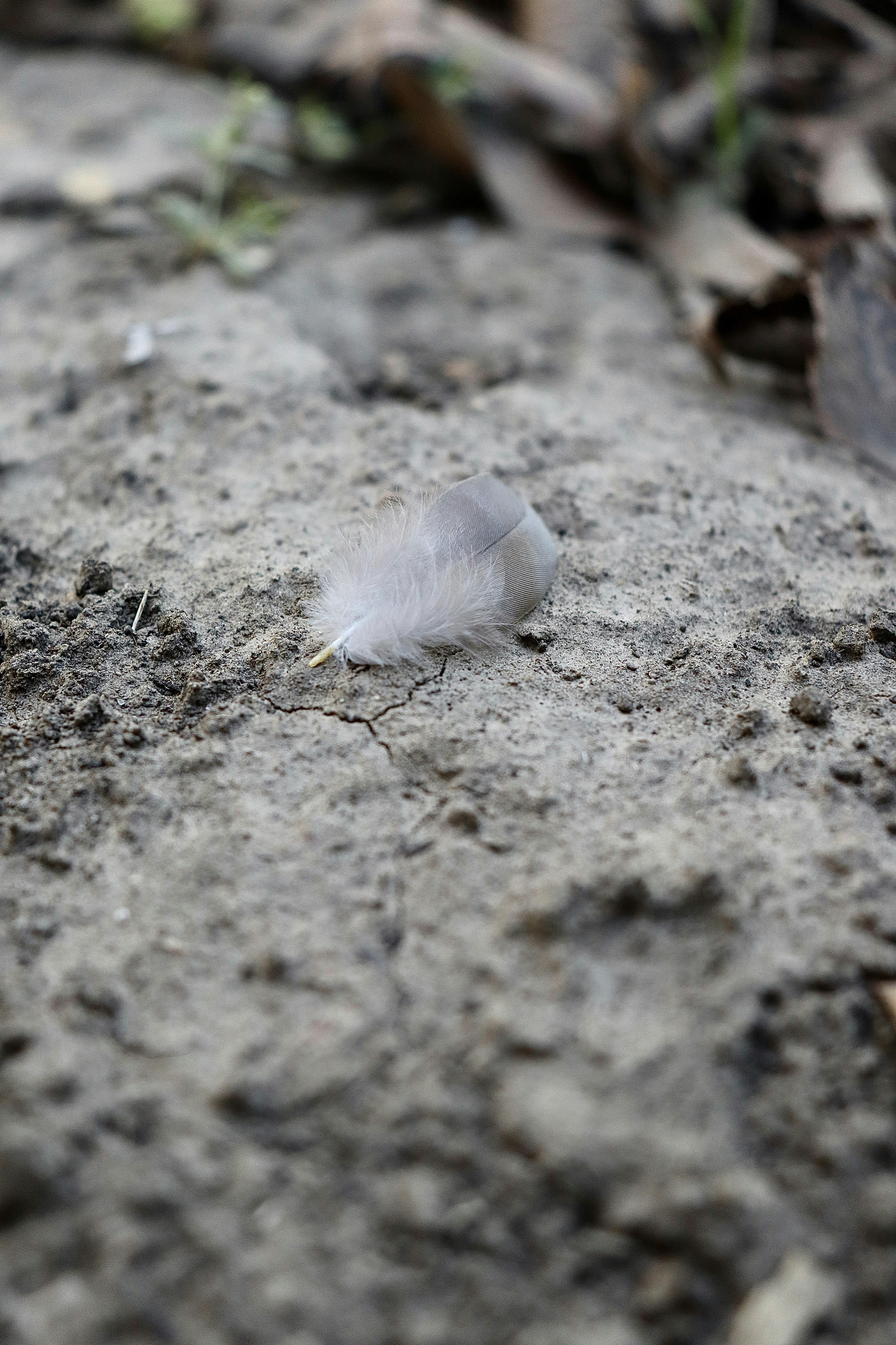 Feather Ghost on Cracked Ground