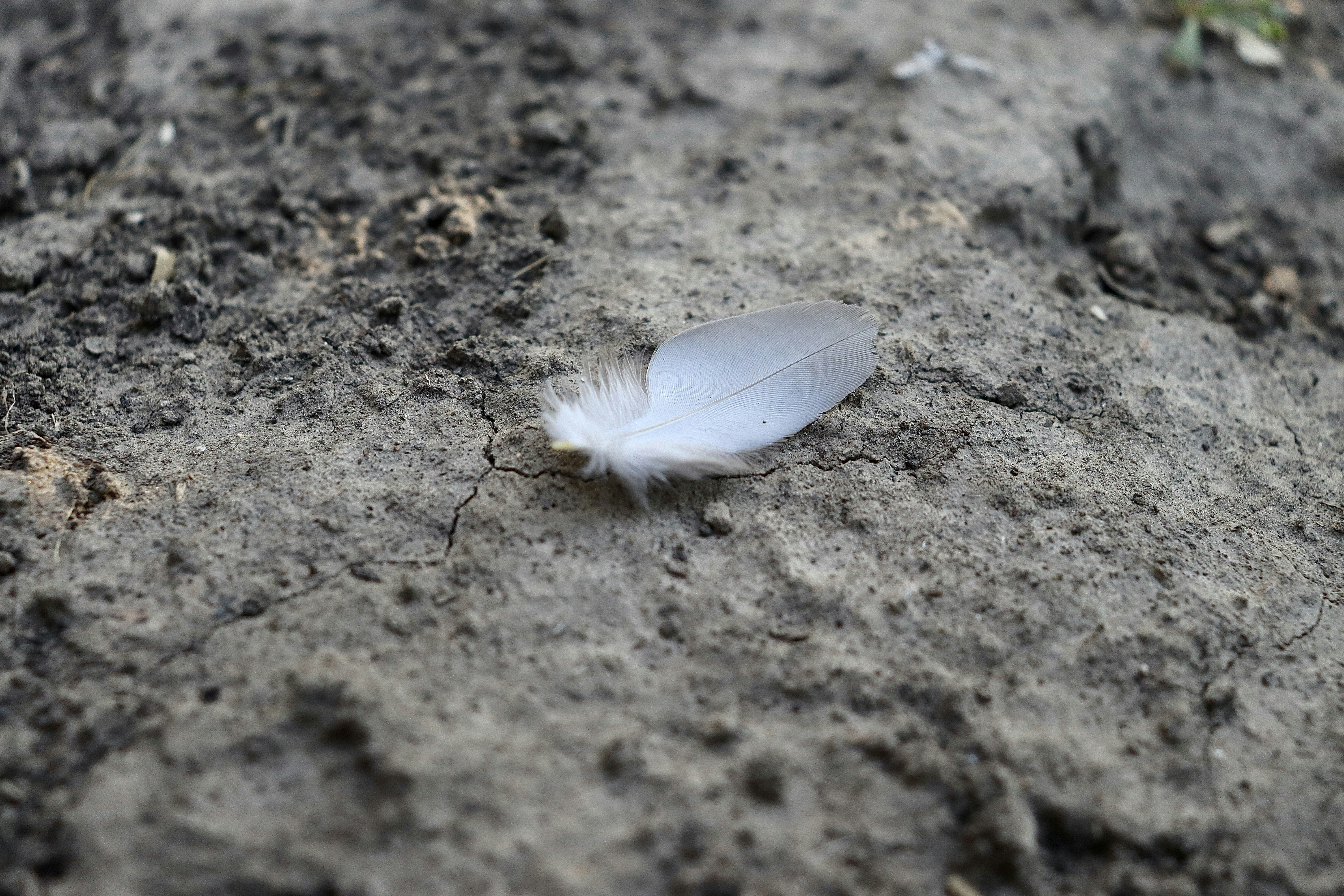 Game Notes: Wings Plucked by Rangers, 5-2 - Winging It In Motown