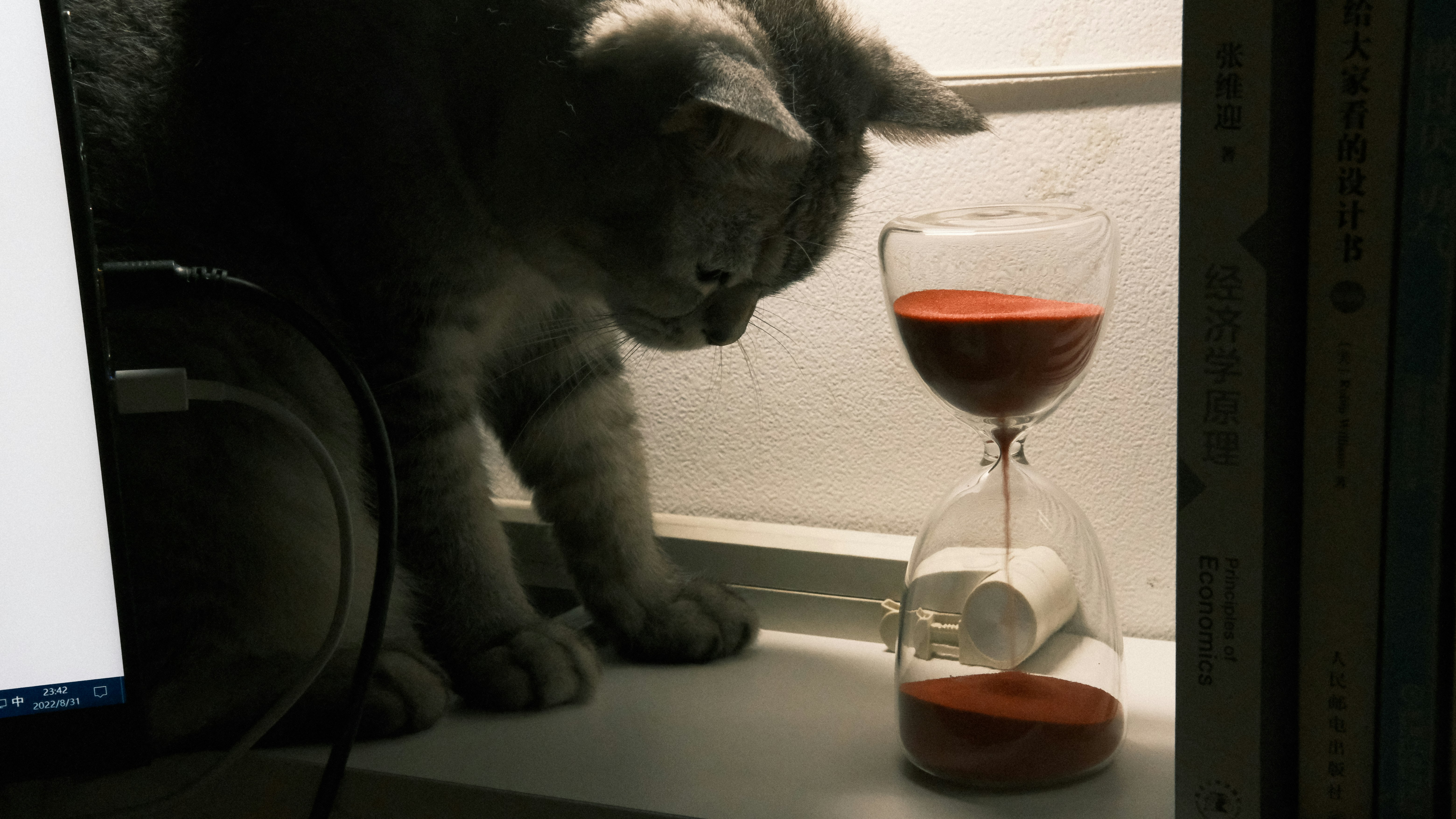 a cat looking at a glass of wine