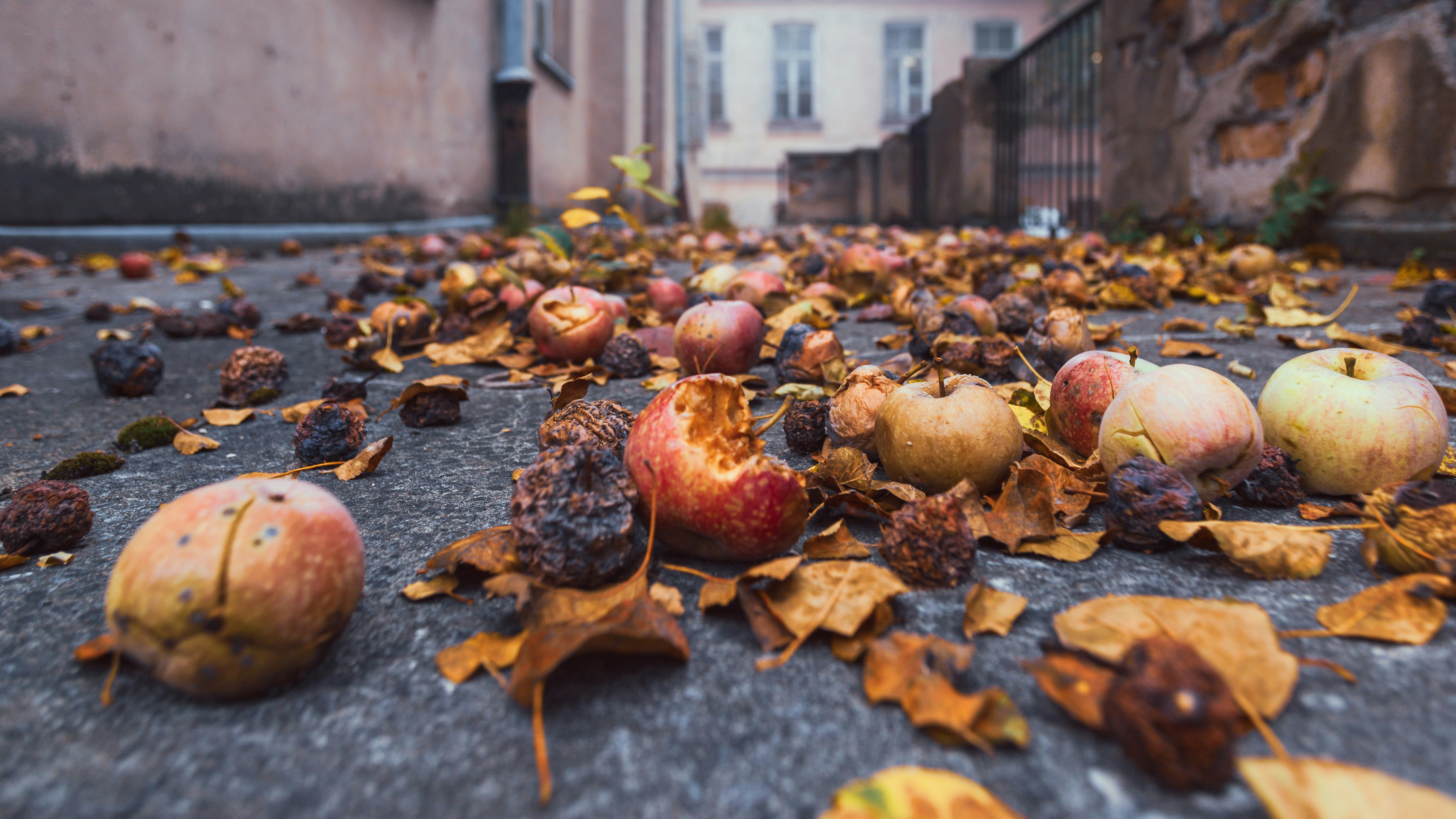 Autumn Alley: Apples and Amber Leaves on Damp Pavement