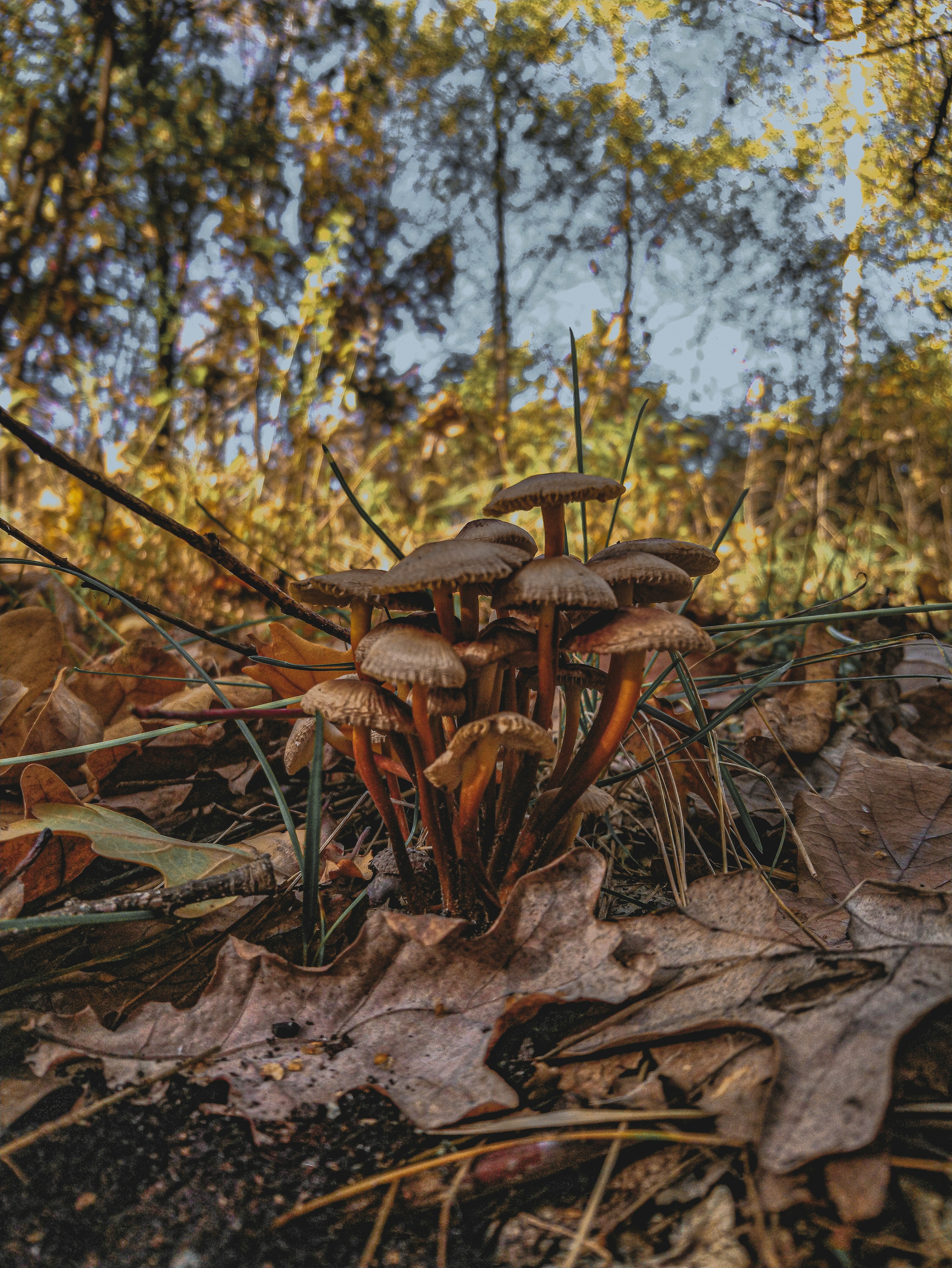 a group of mushrooms growing on a log in the woods