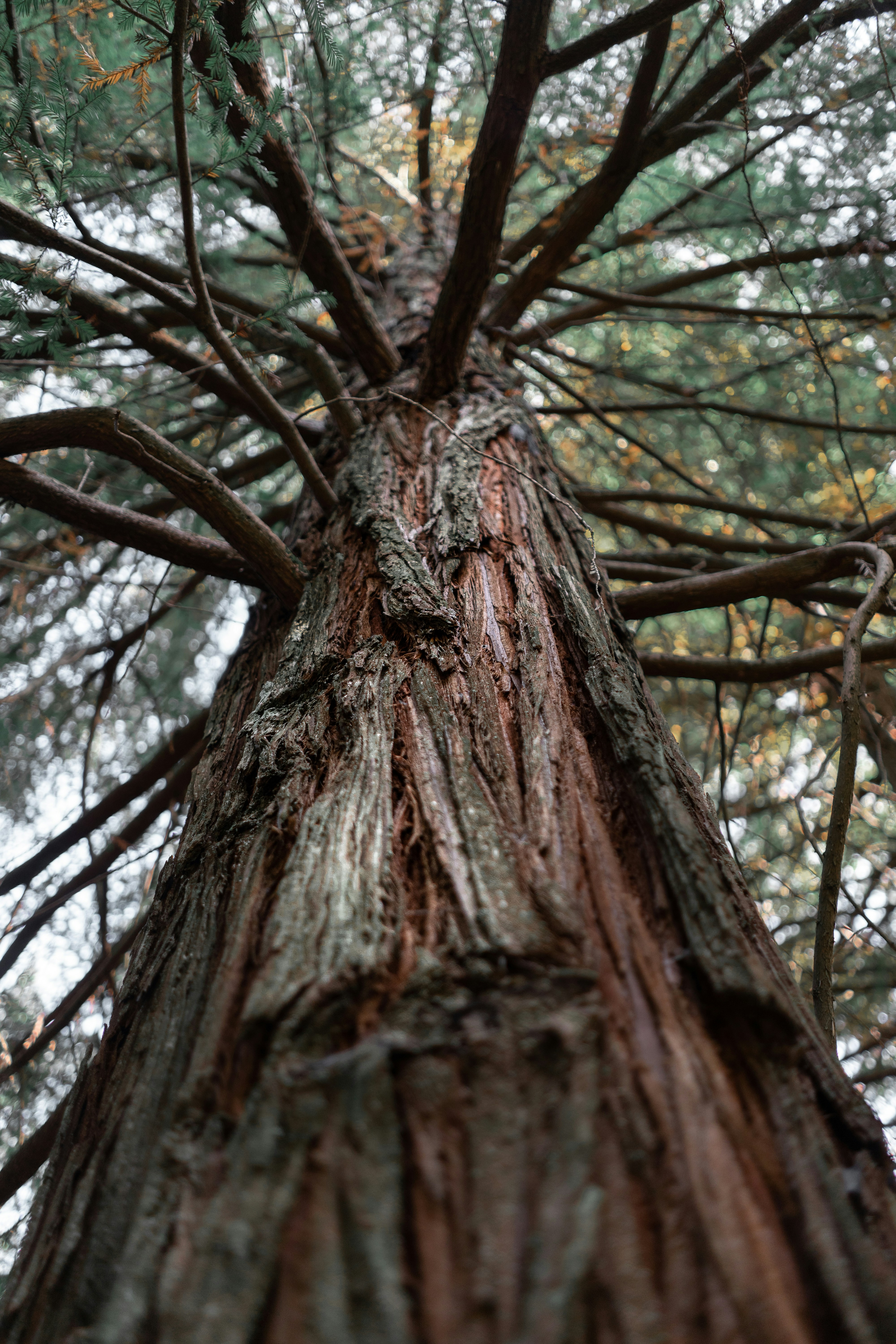 Foto Un árbol con muchas ramas – Imagen Árbol gratis en Unsplash