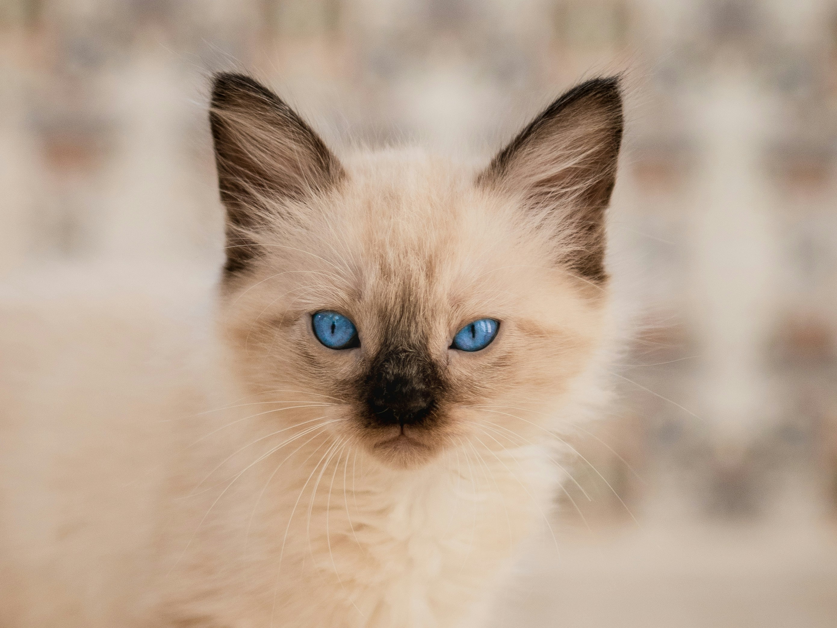 Azure Gaze: Cream-Furred Kitten Portrait with Soft Focus