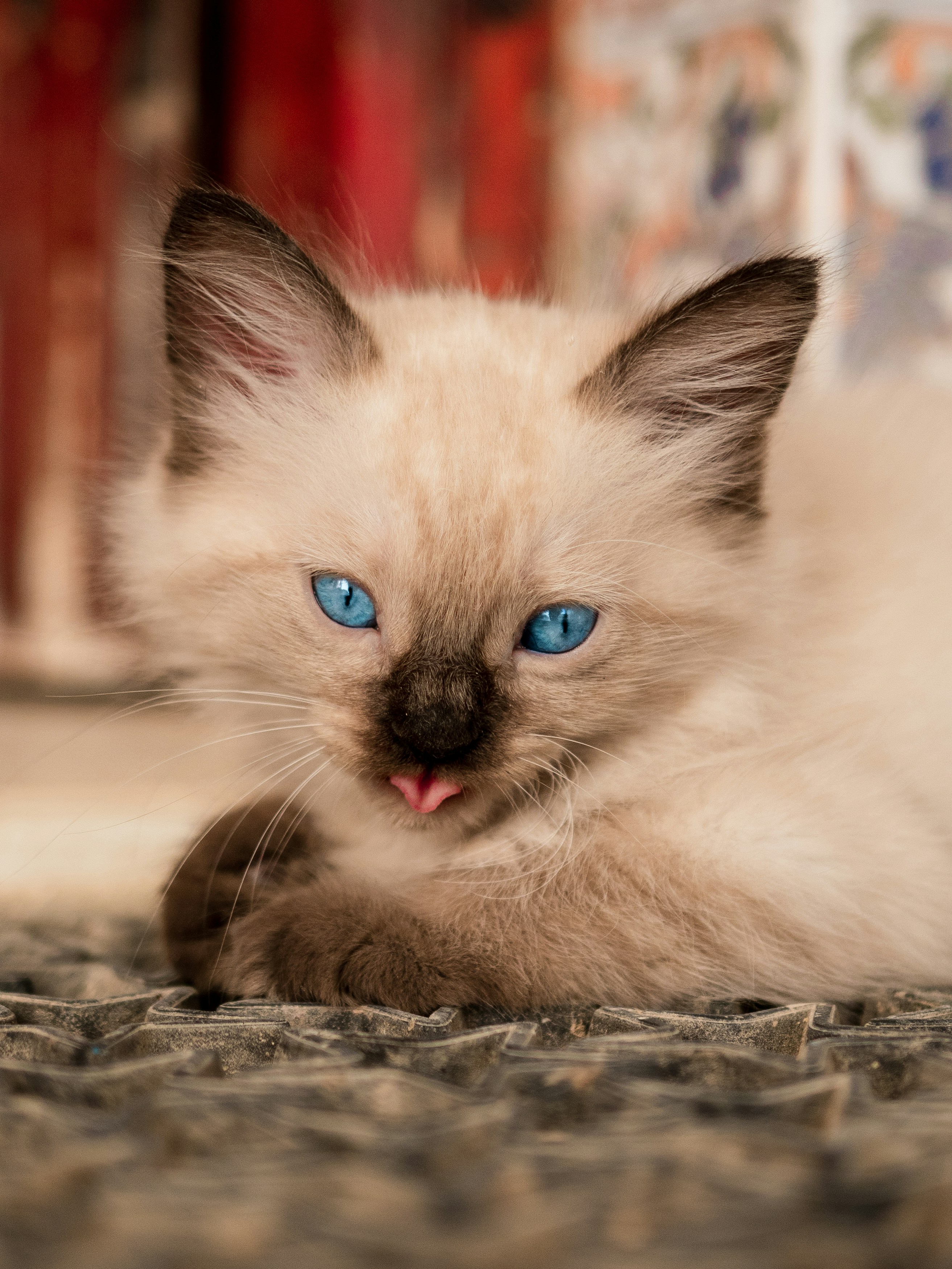 Azure Gaze: A Kitten's Quiet Lure under Warm Morning Light