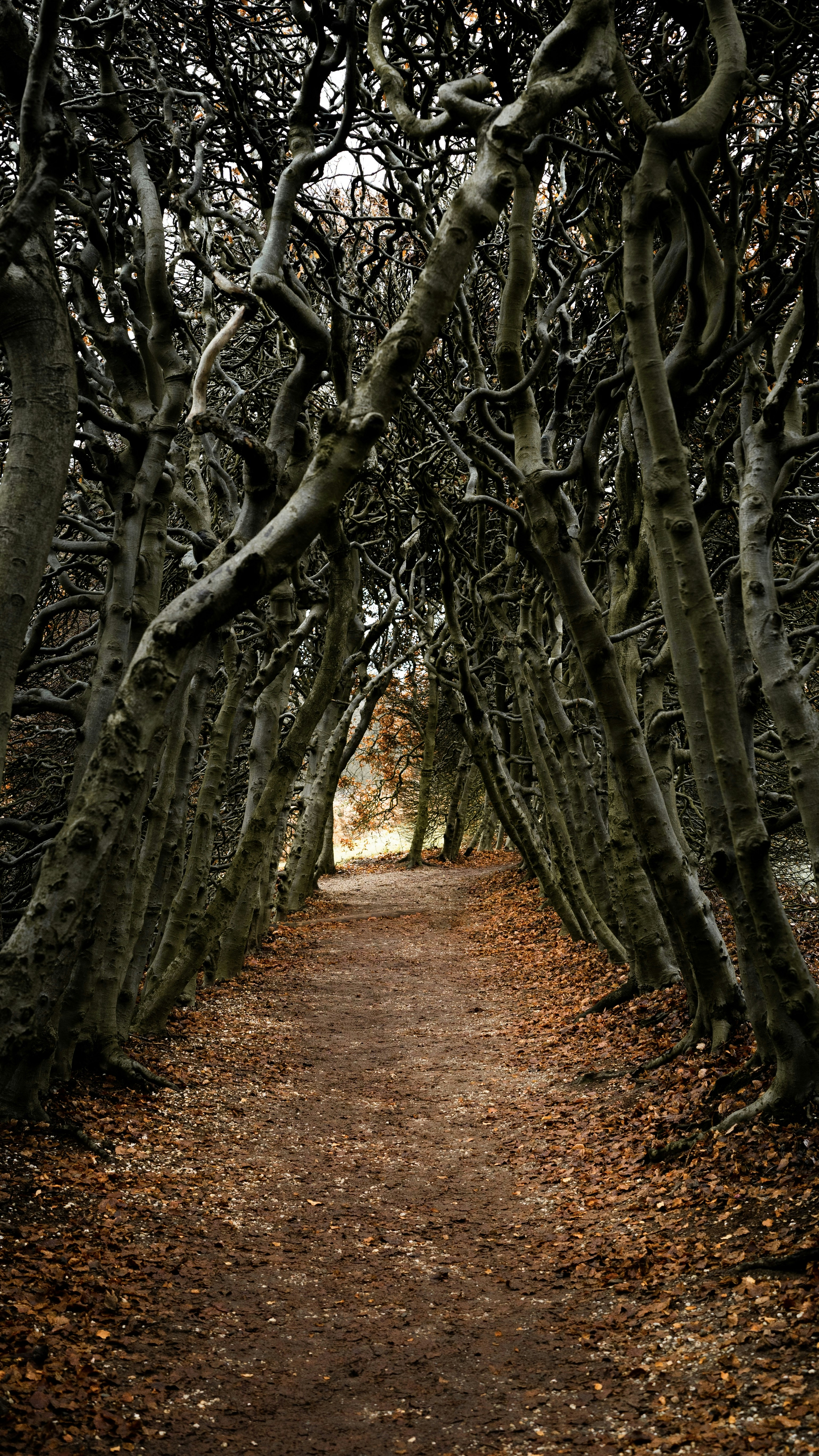 A path with trees on either side photo – Free Arnhem Image on Unsplash