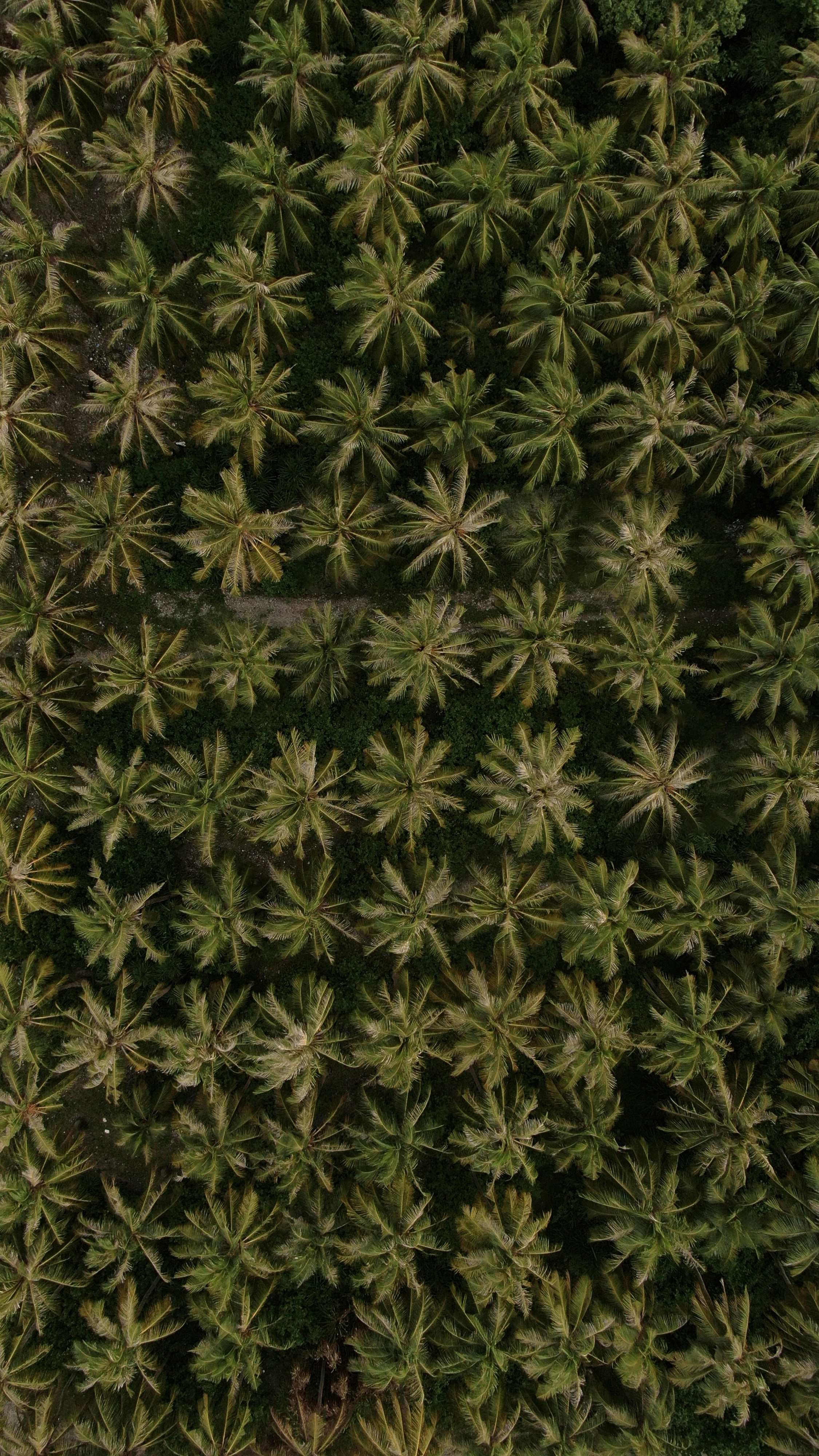 Palm Starfield: A Dense Canopy from Above