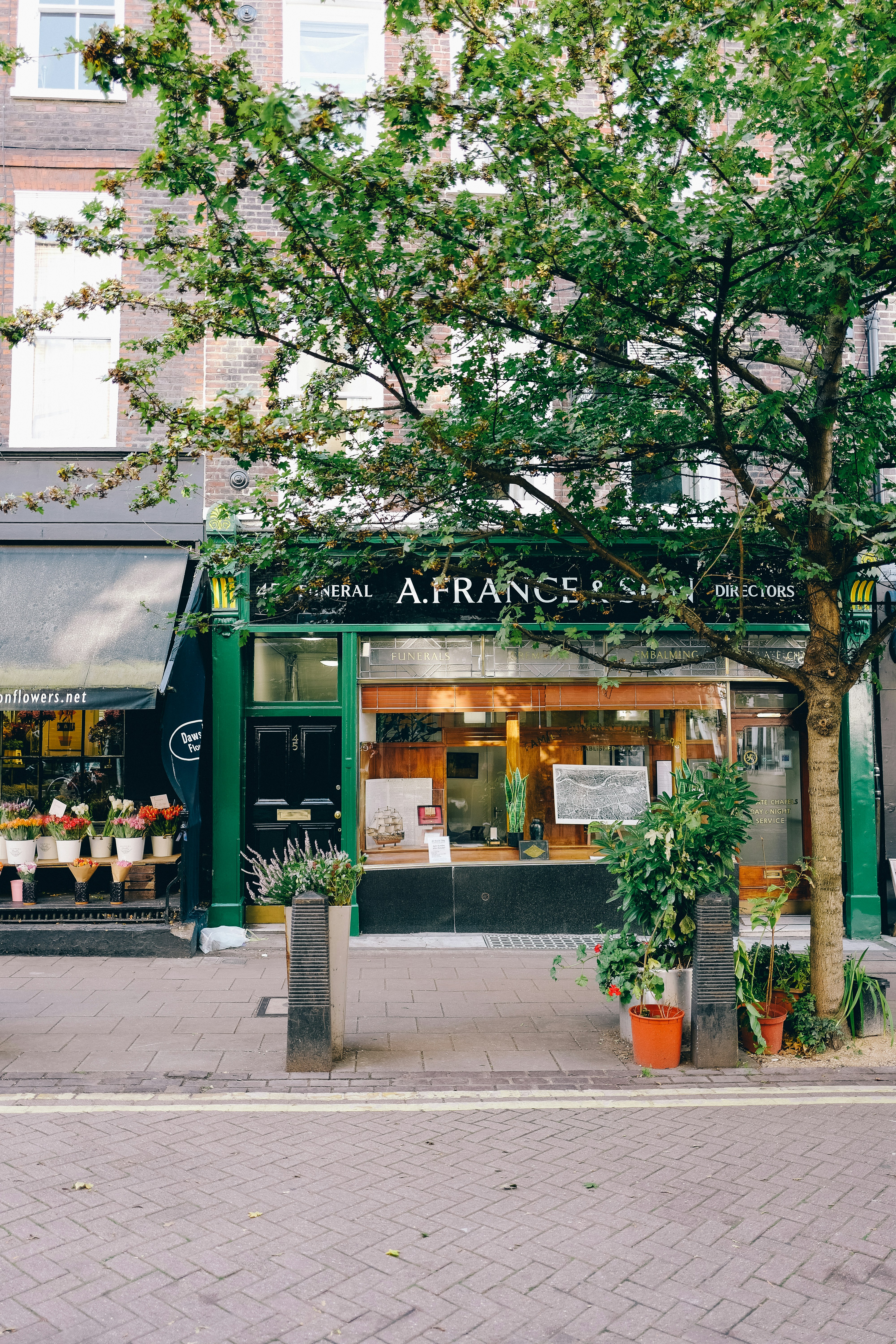 Sunlit storefront under a lush urban canopy