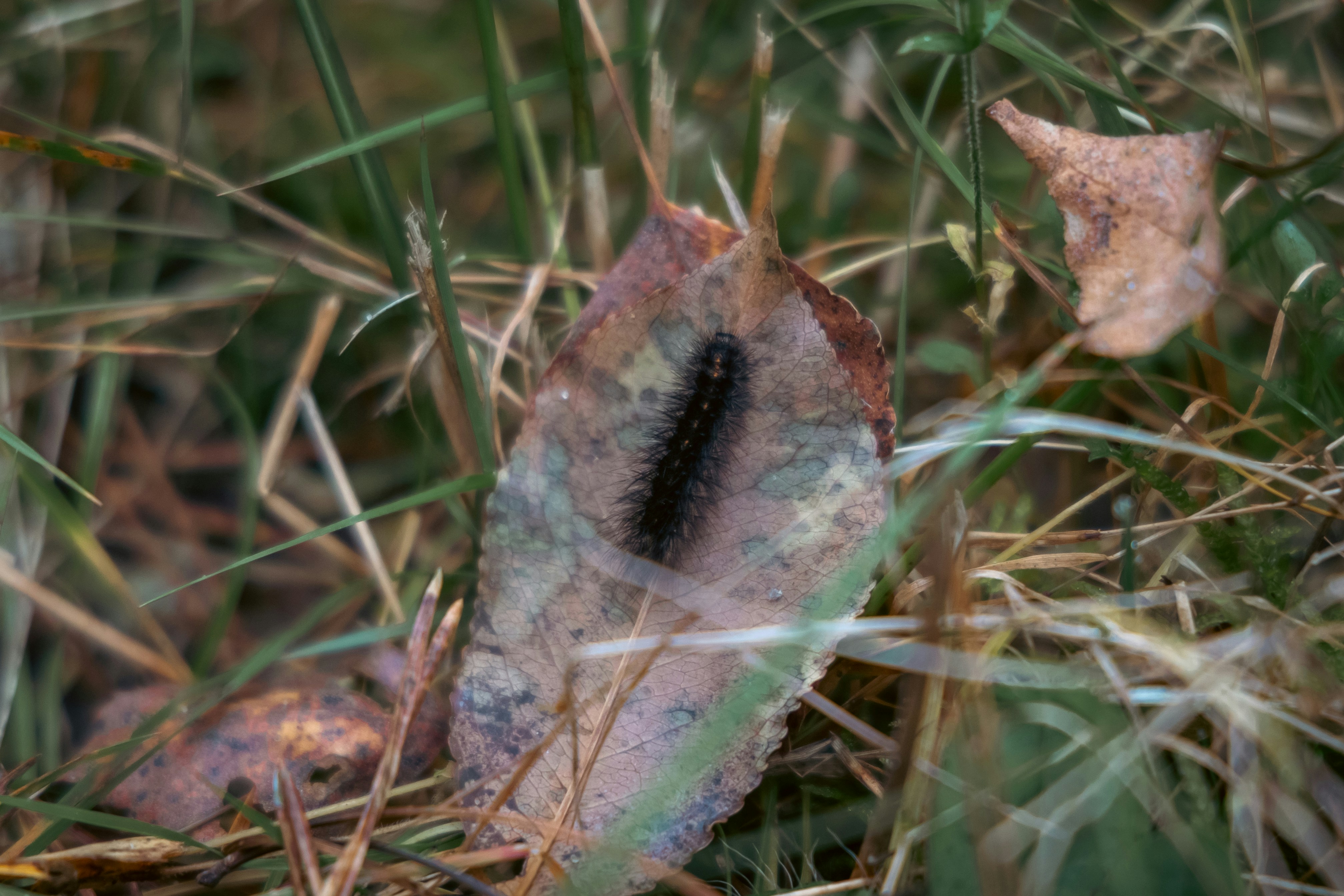 a close up of a leaf