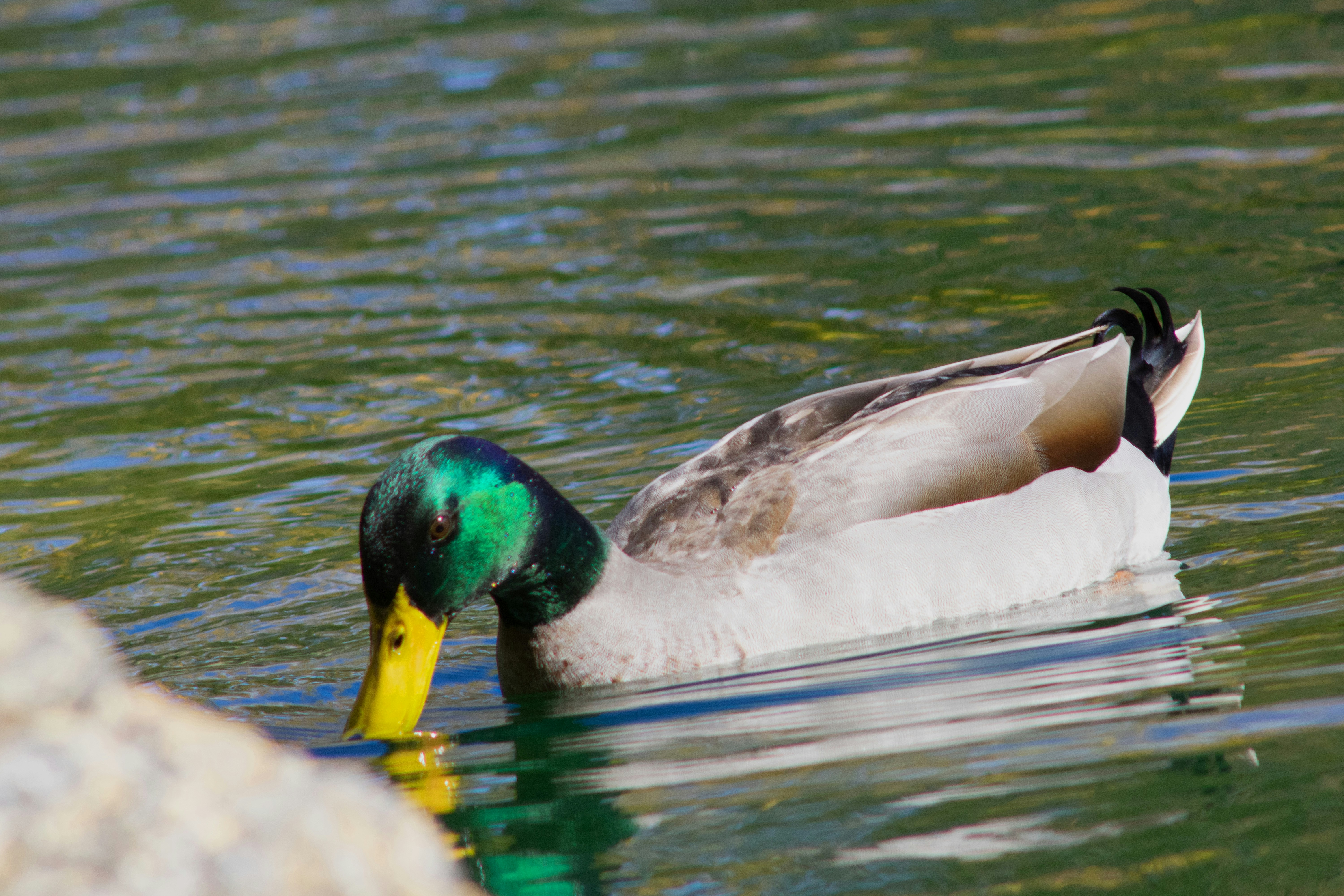 A duck swimming in water photo – Free Lancaster Image on Unsplash