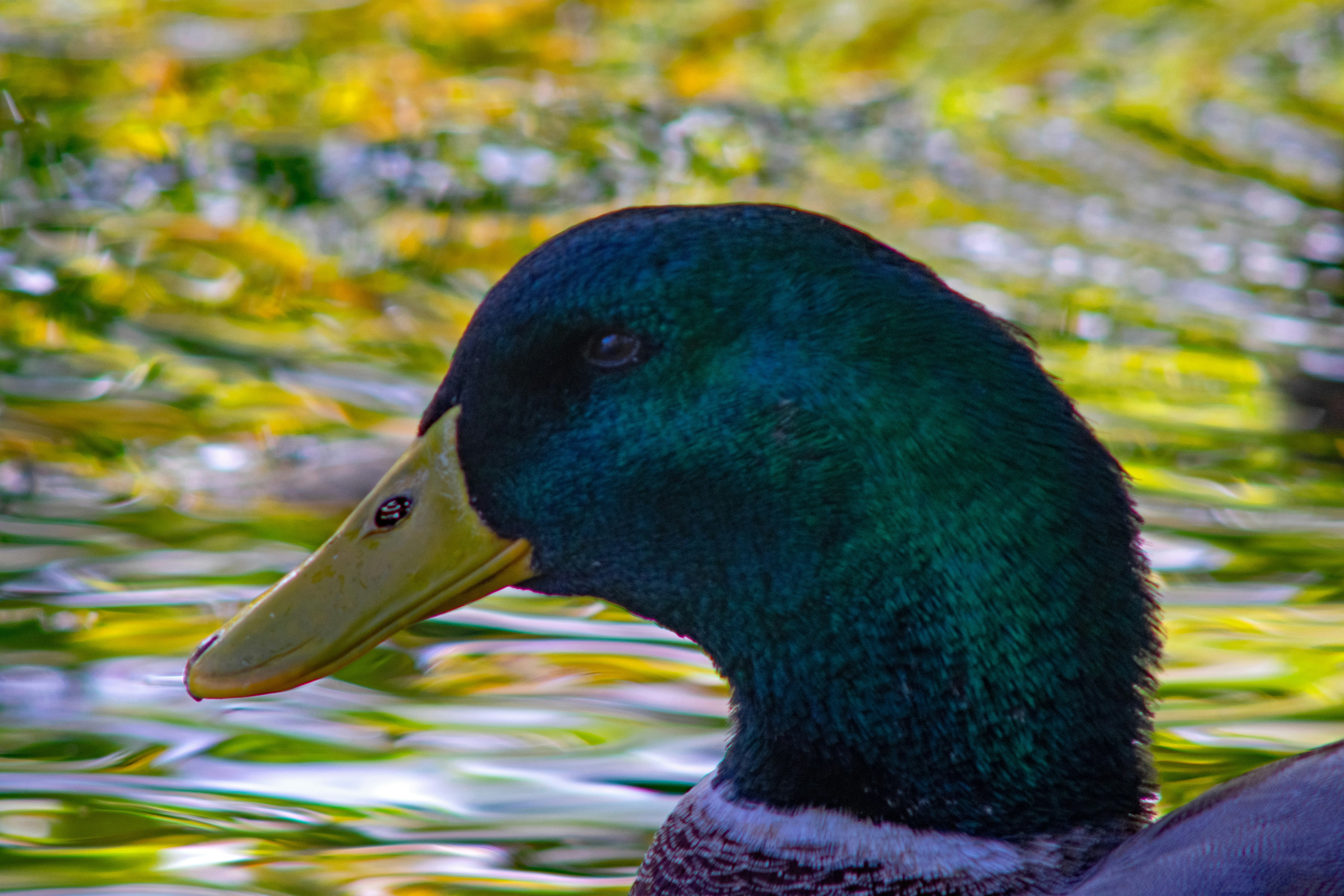 A duck in the water photo – Free Lancaster Image on Unsplash