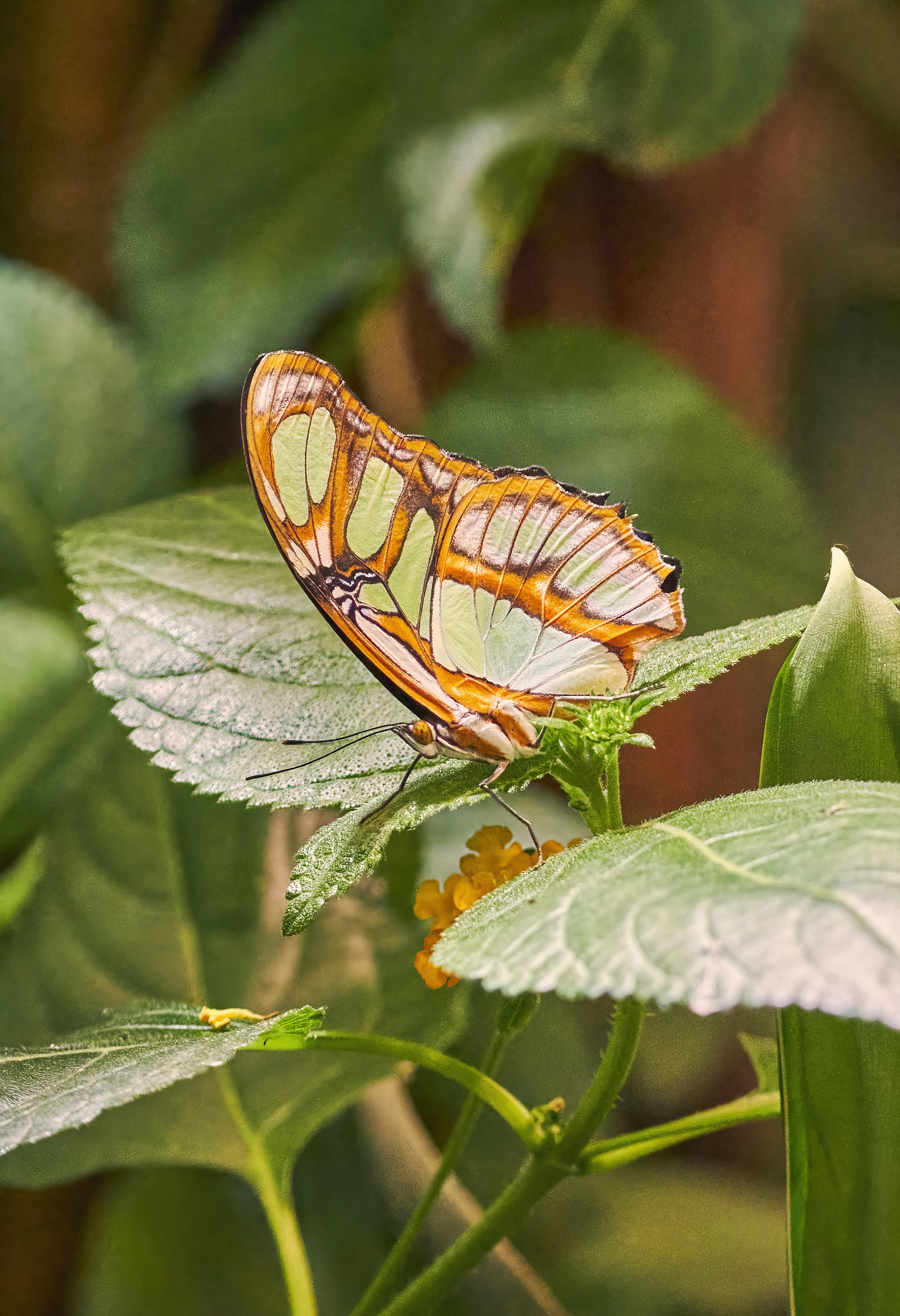 Verdant Dapple: Lime-Wing Butterfly on Serrated Leaves