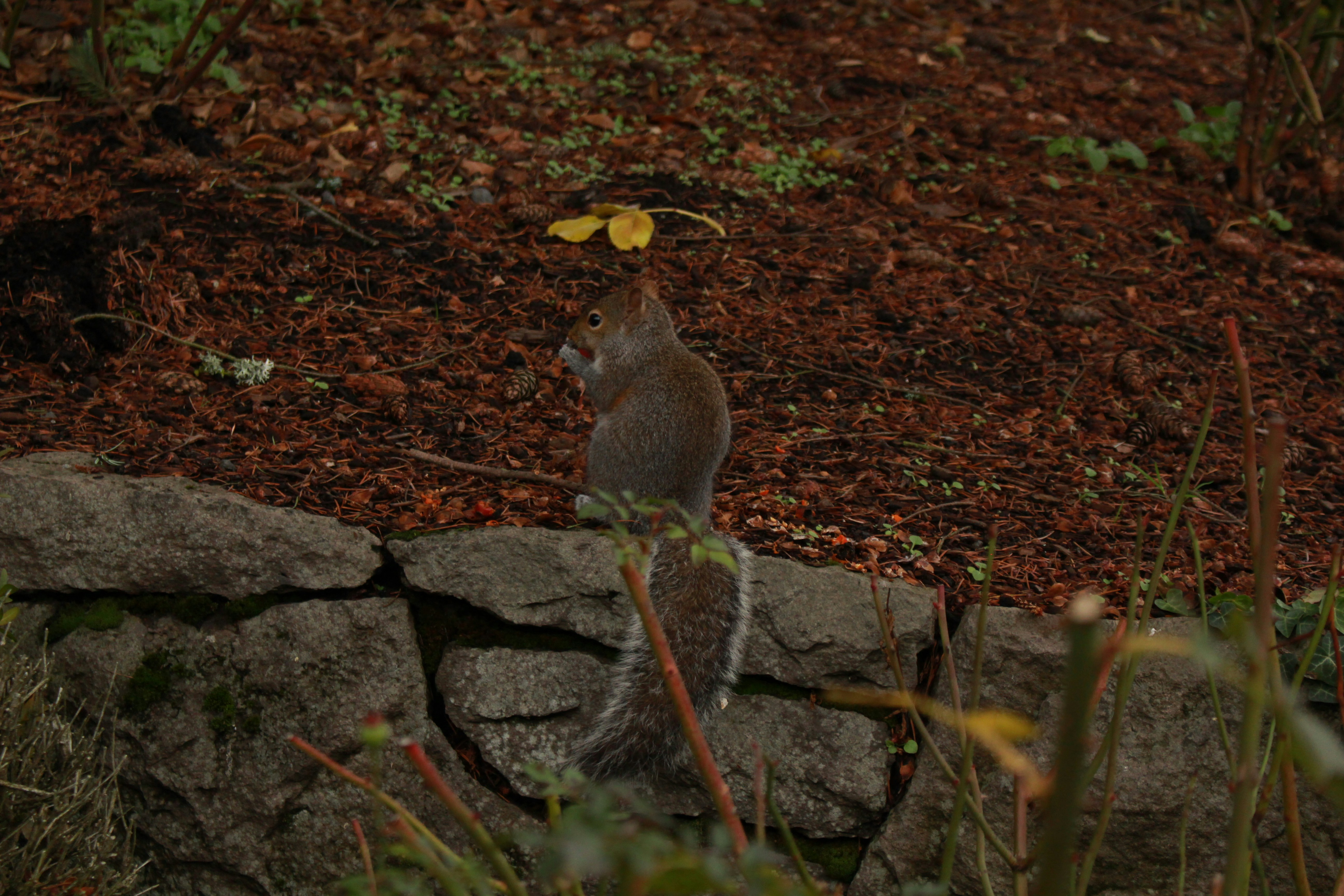 Dusk Vigil on a Mossy Garden Wall