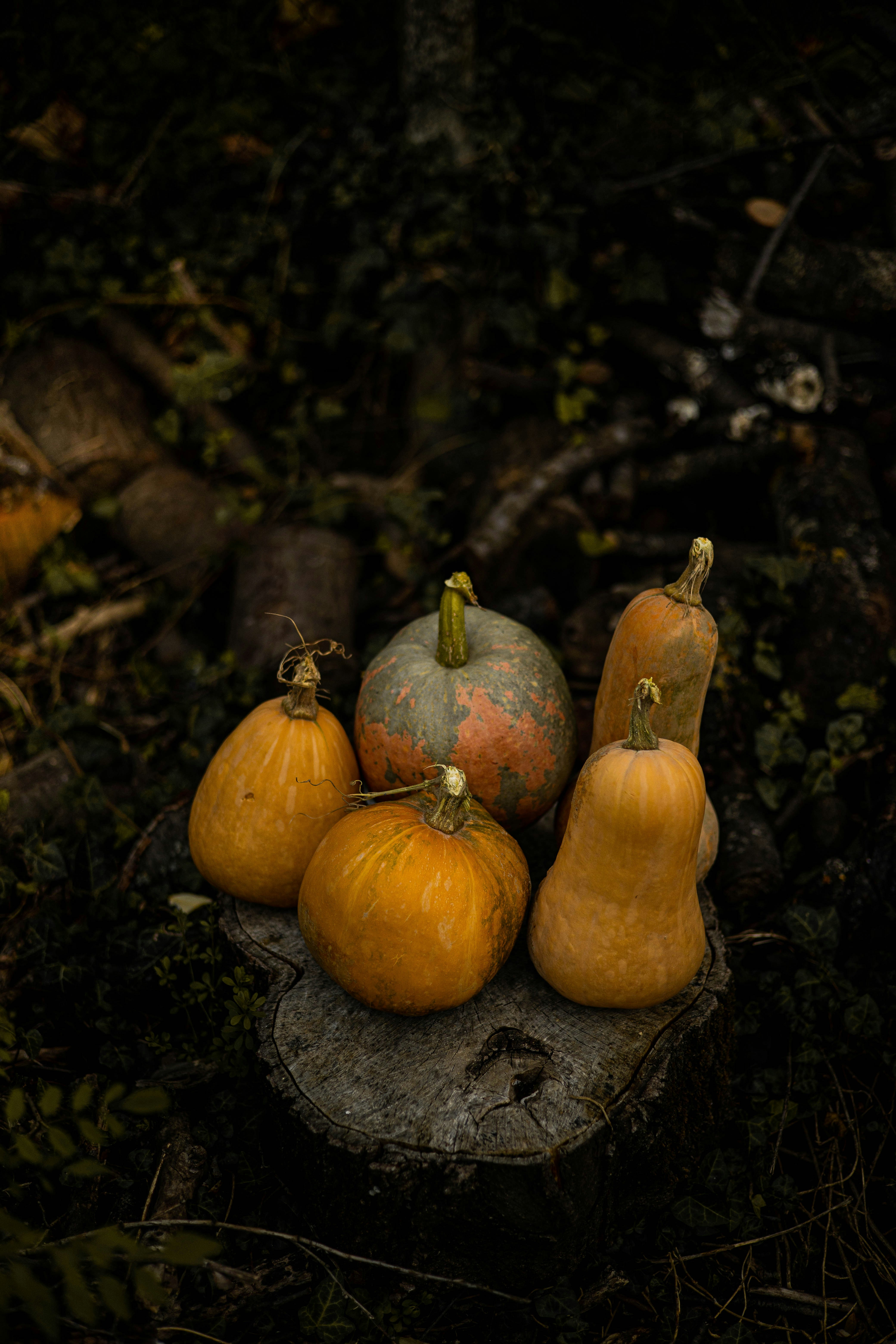 a group of pumpkins on a rock