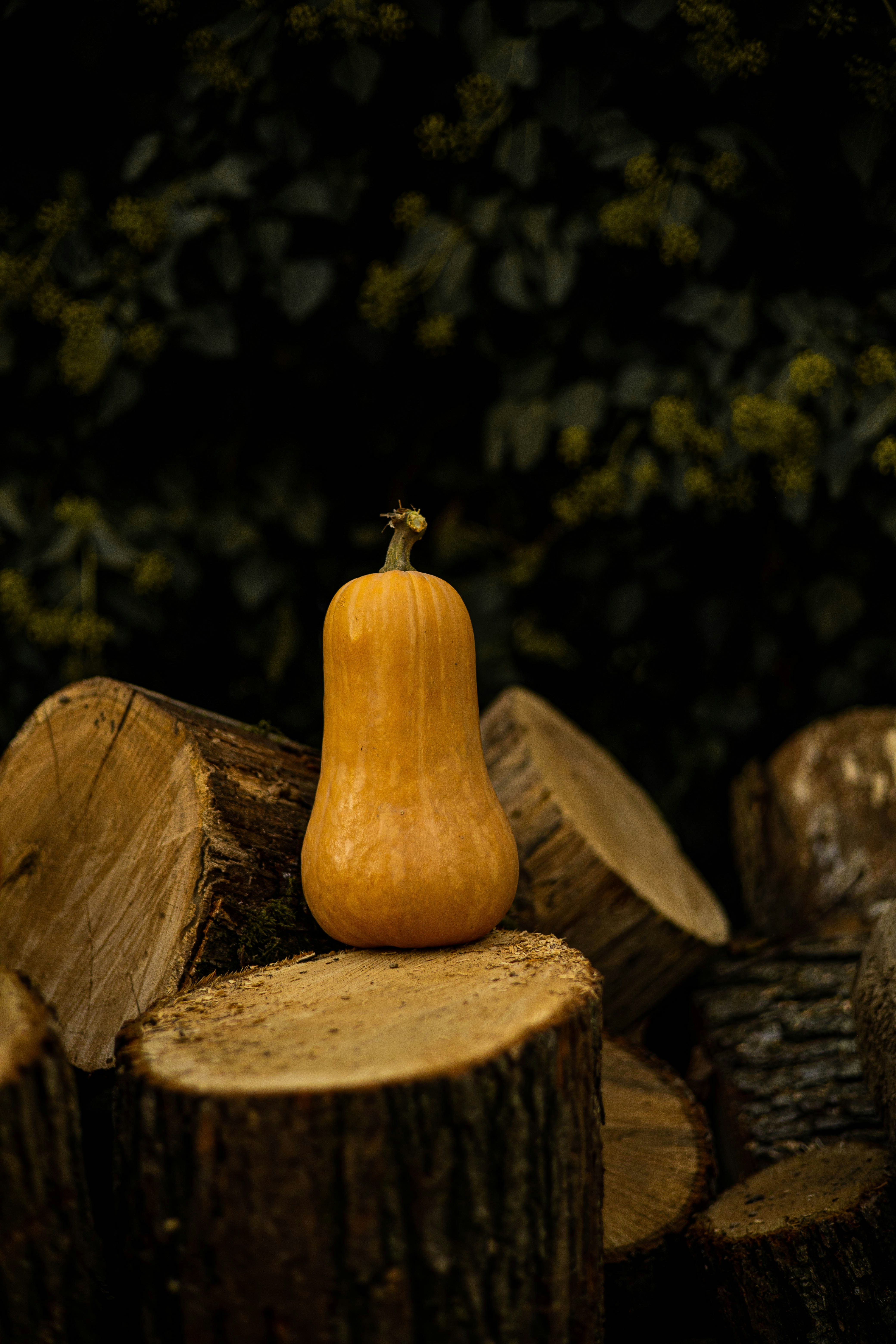 Lone Butternut on Weathered Logs Under Dusk-Soft Light