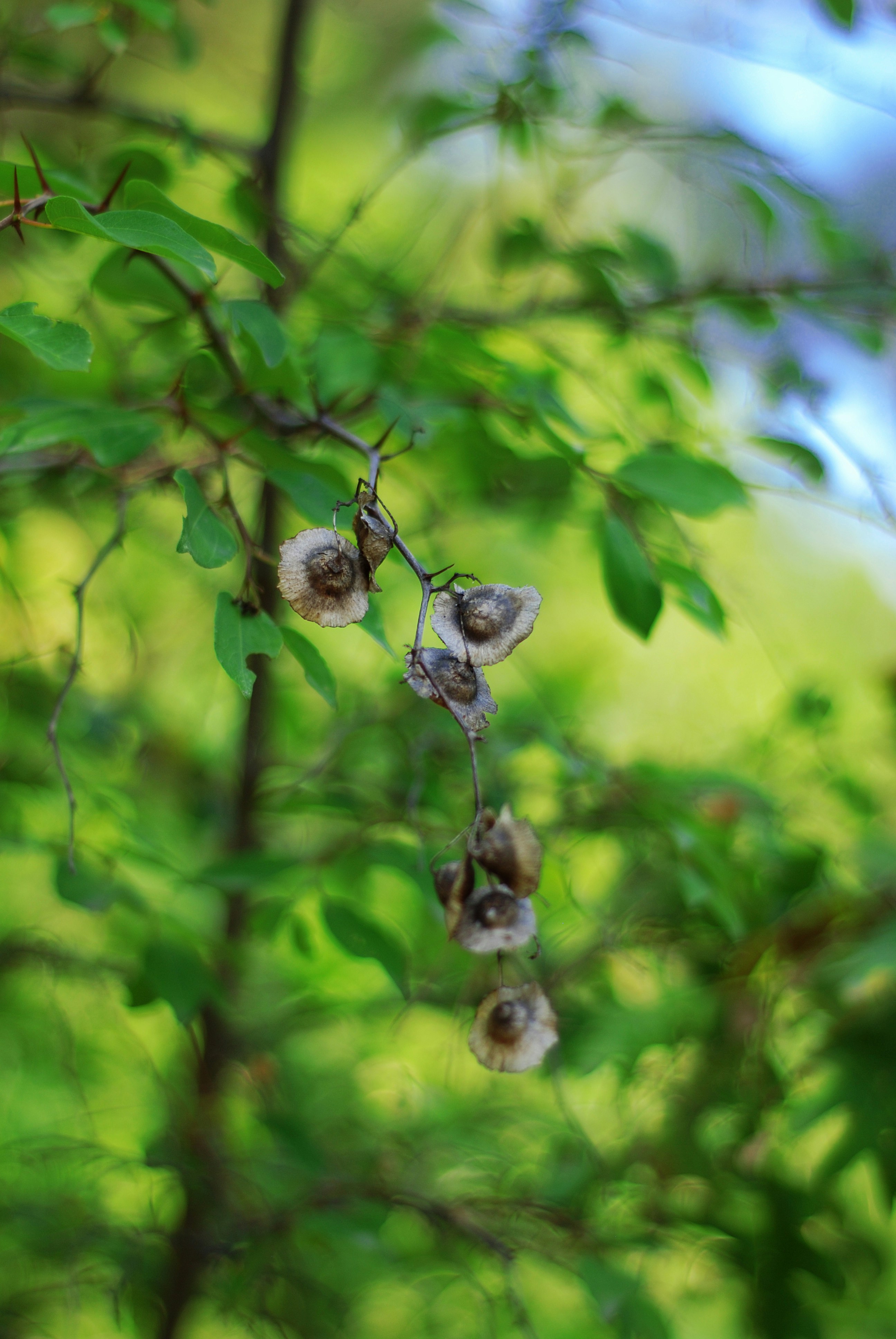 Wilted blossoms on a sunlit branch fade into a meadow of green
