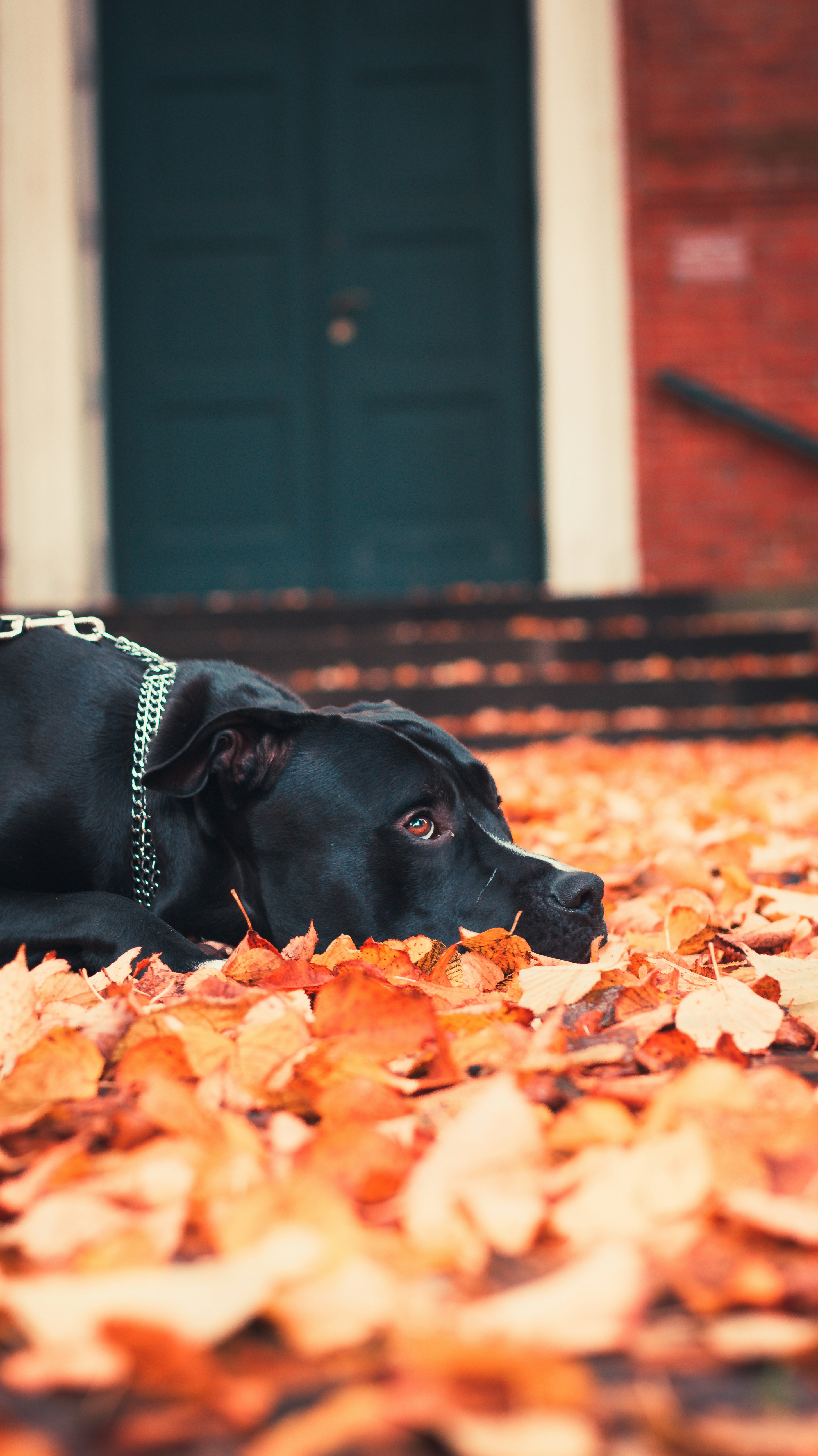 Autumn Rest: A Black Labrador Basks among Burnt Leaves by a Brickstairs Door
