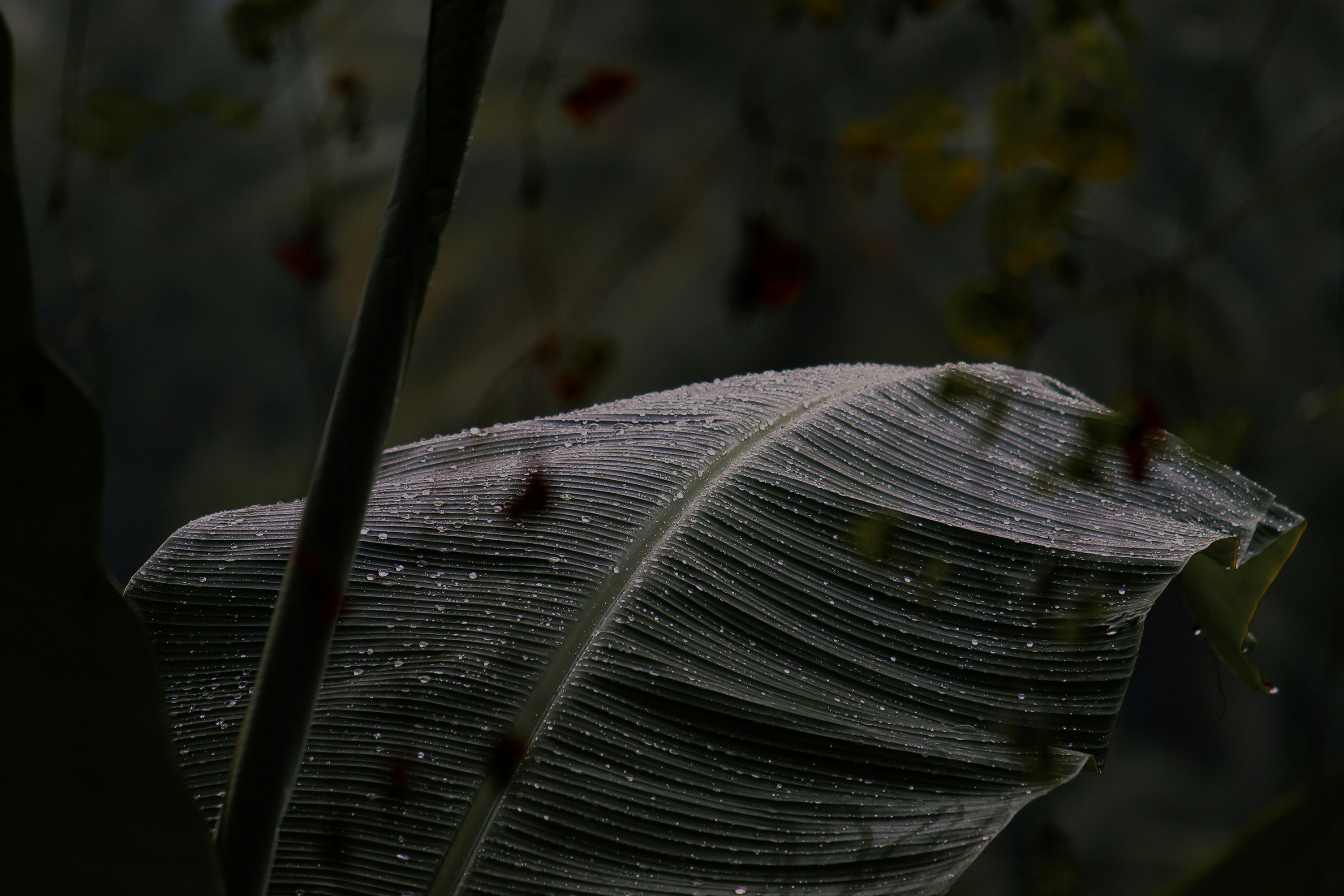 Morning dew on a banana leaf