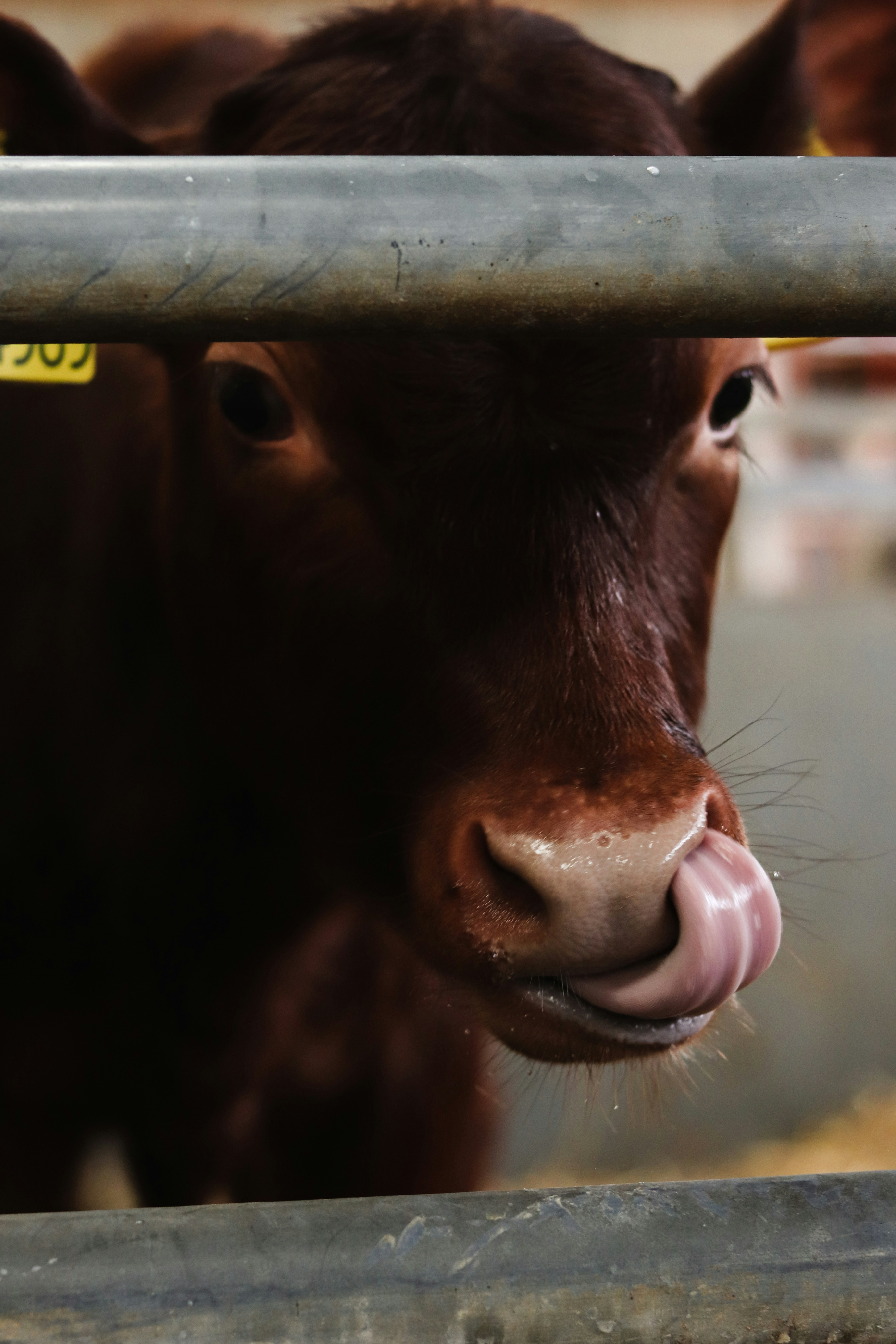 Between the Bars: a cow's close-up with a pink tongue peeking through the pen