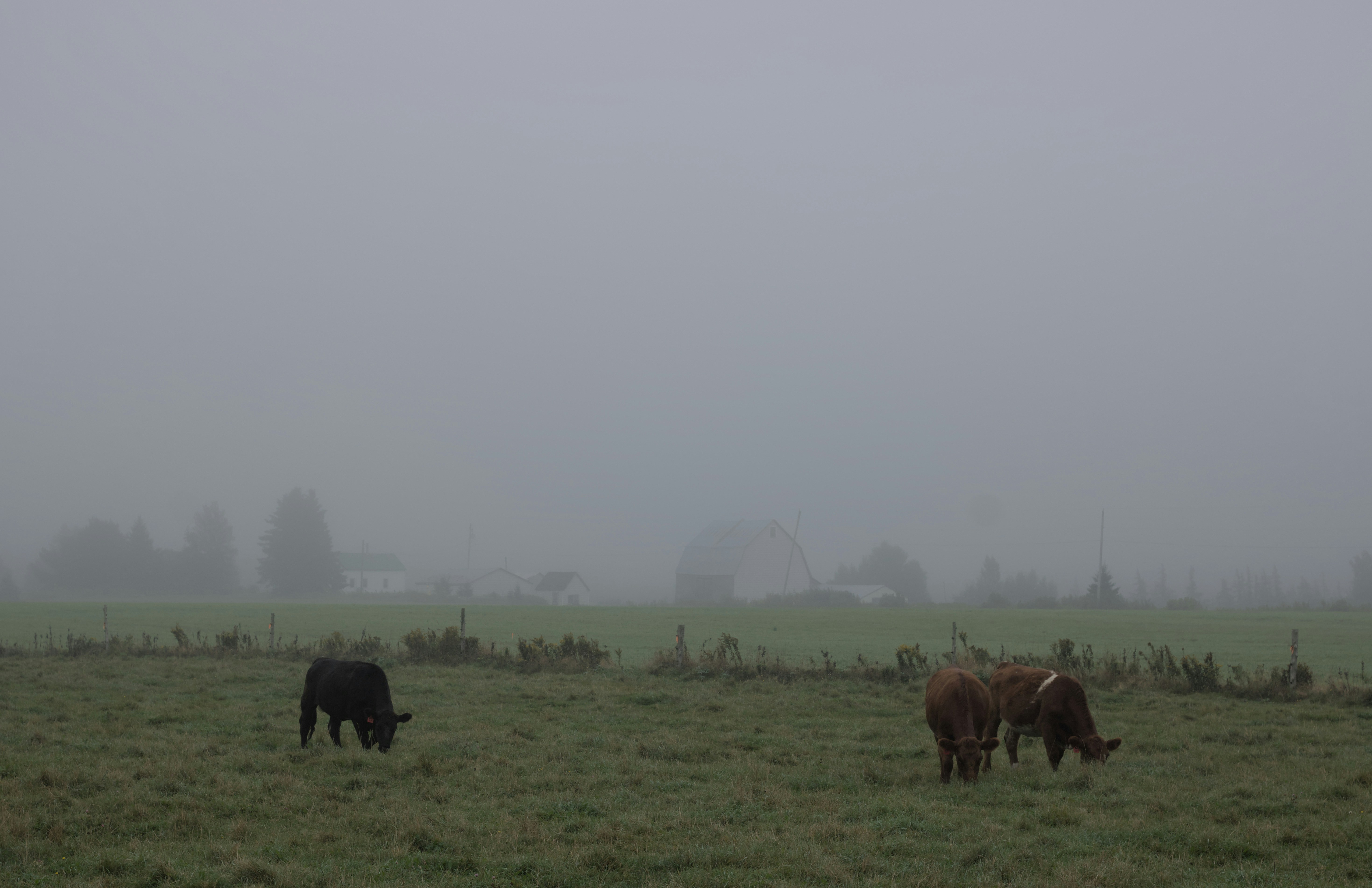 a group of cows graze in a field