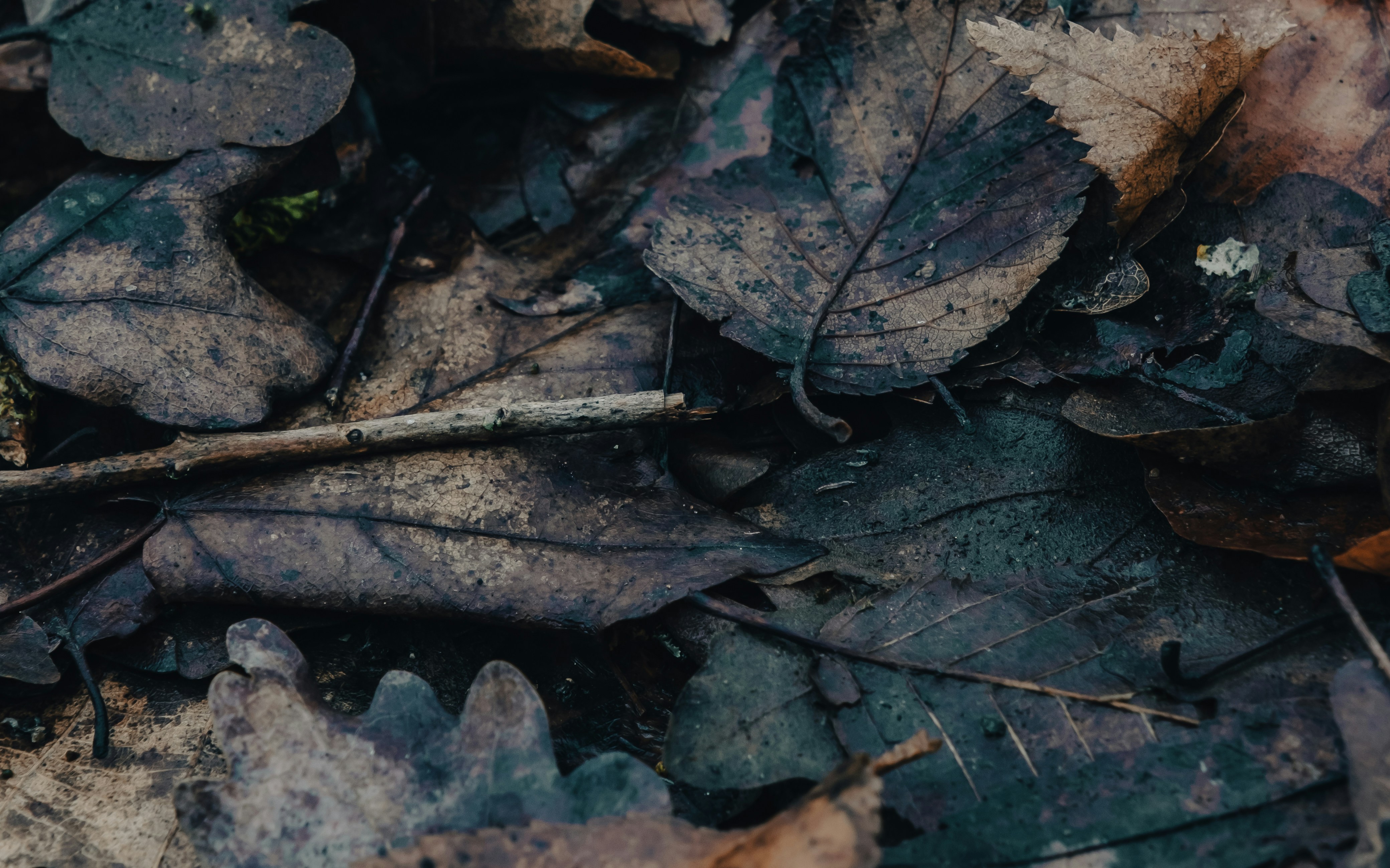 A group of insects on the ground photo – Free Background Image on Unsplash