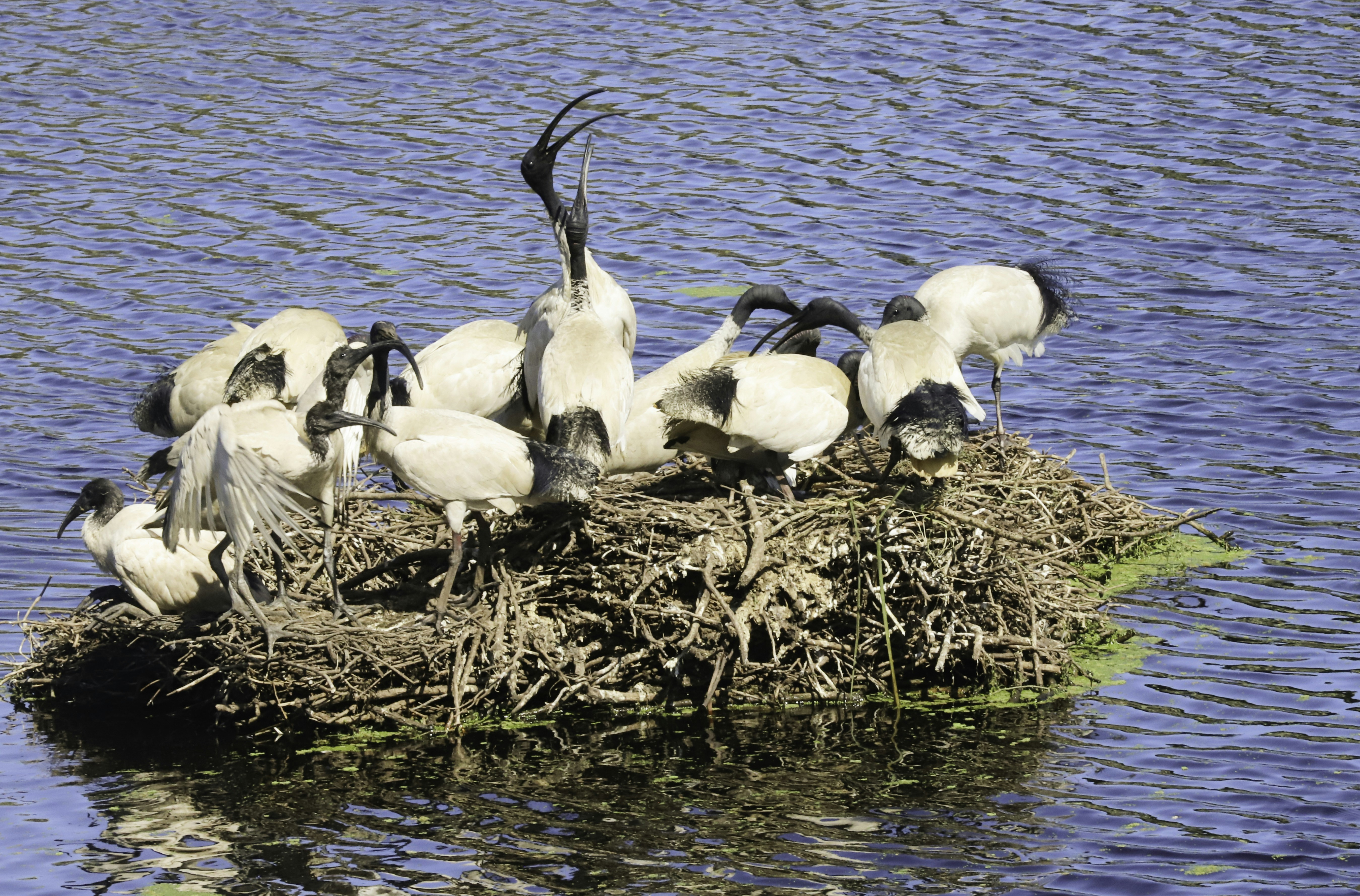 Nest of Weaving White Herons on a Mossy Islet