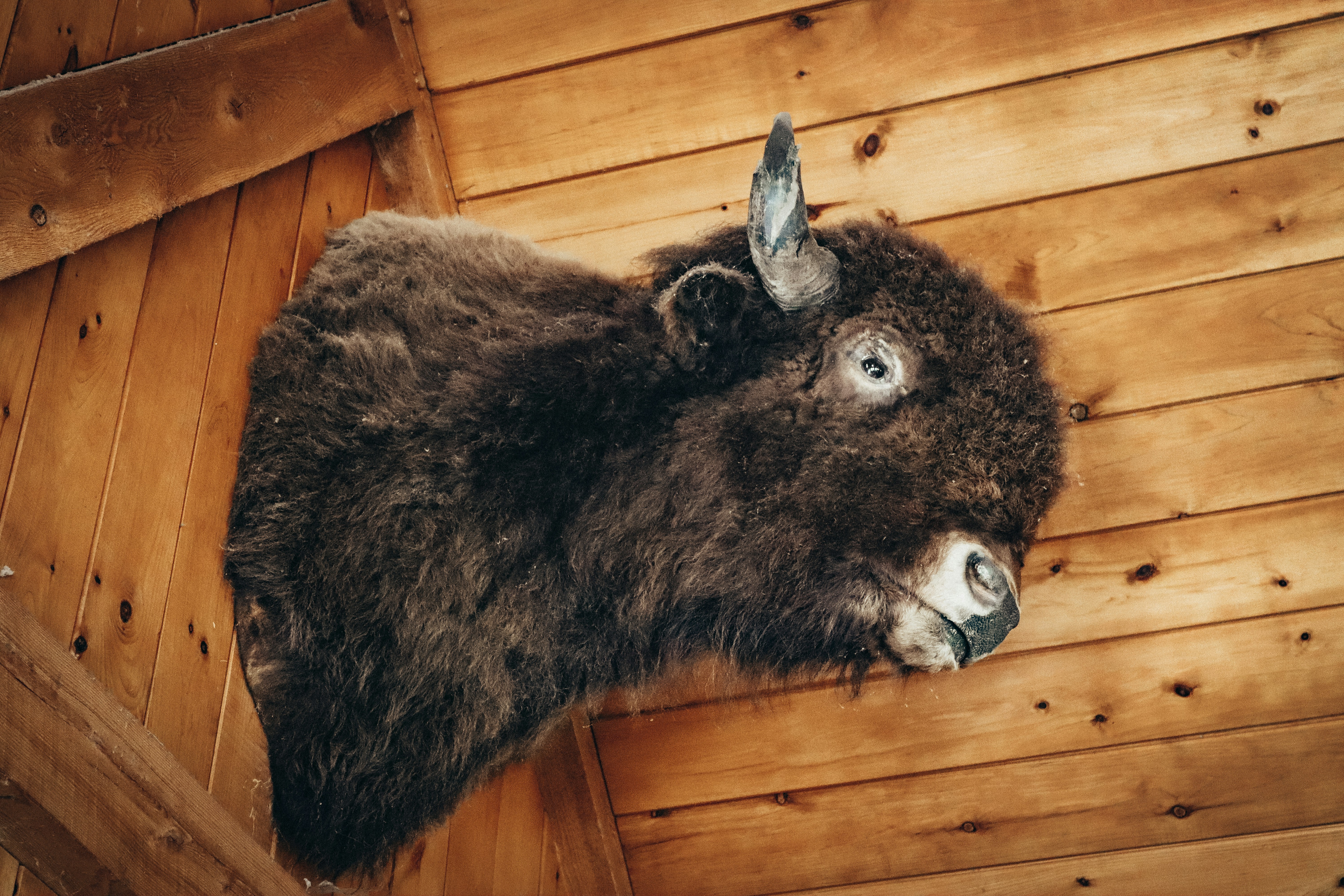 a rabbit lying on a wood floor