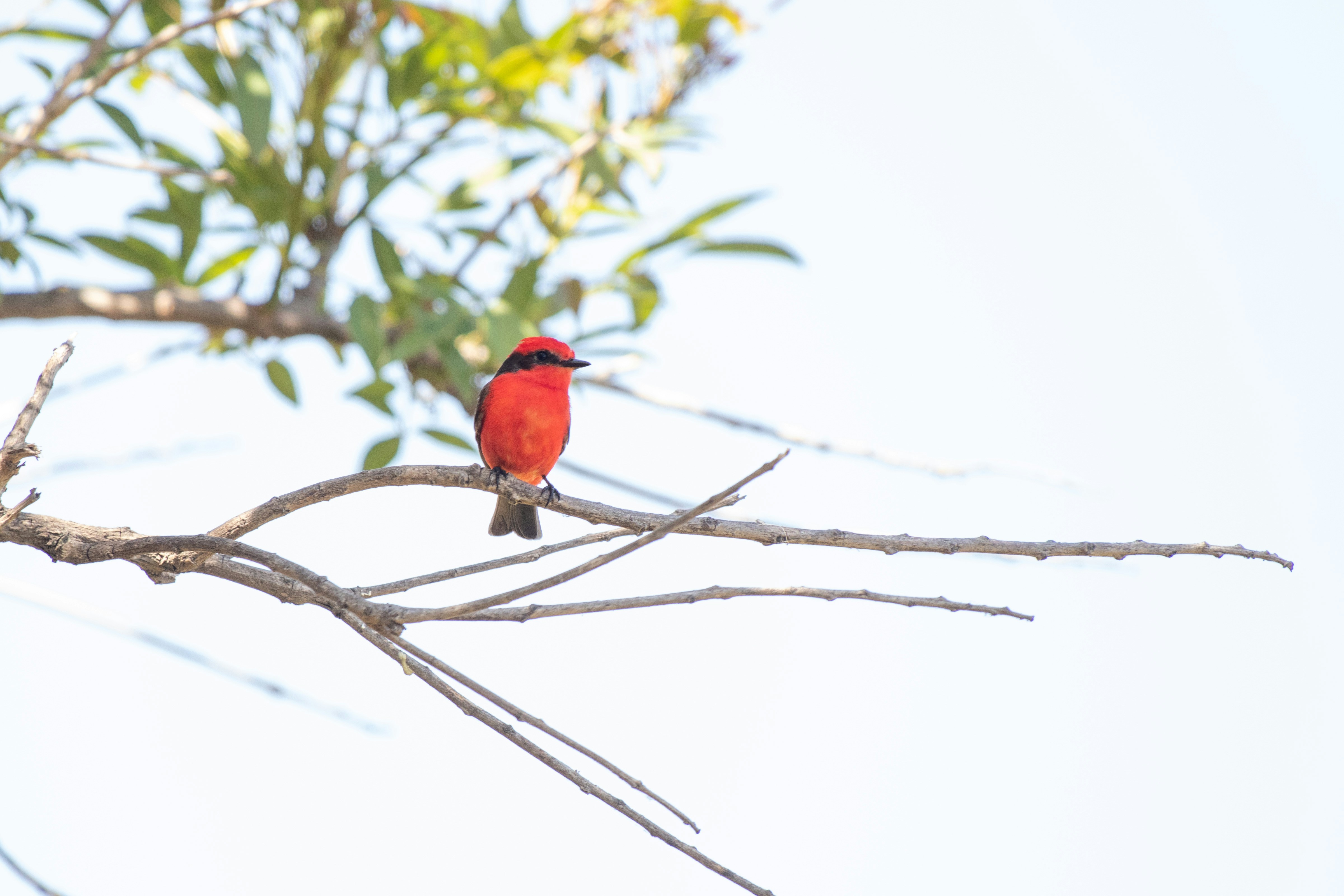 A red bird on a tree branch photo – Free Bird Image on Unsplash