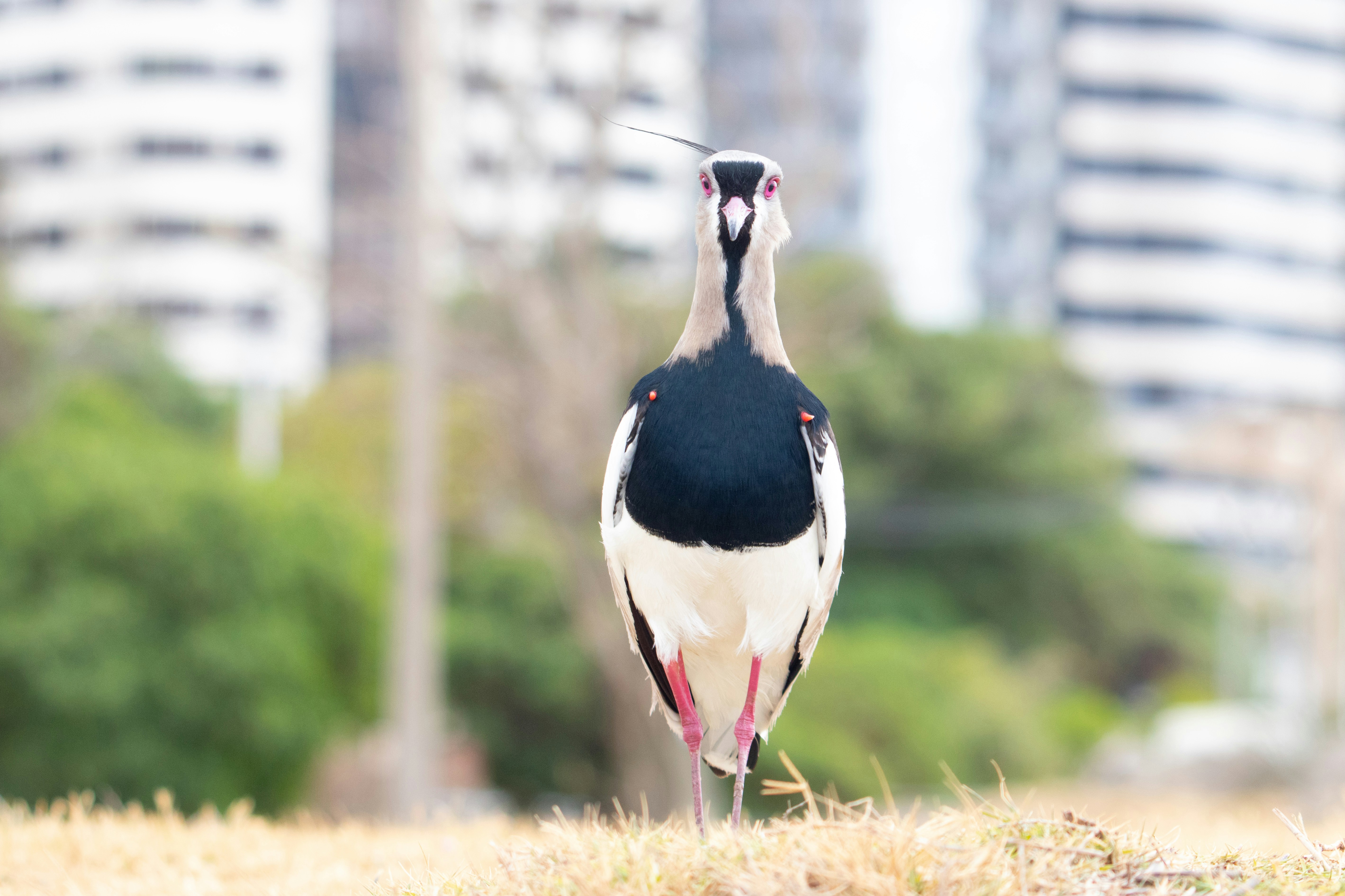 Stilt in the City: A Lone Bird Absorbs the Urban Quiet