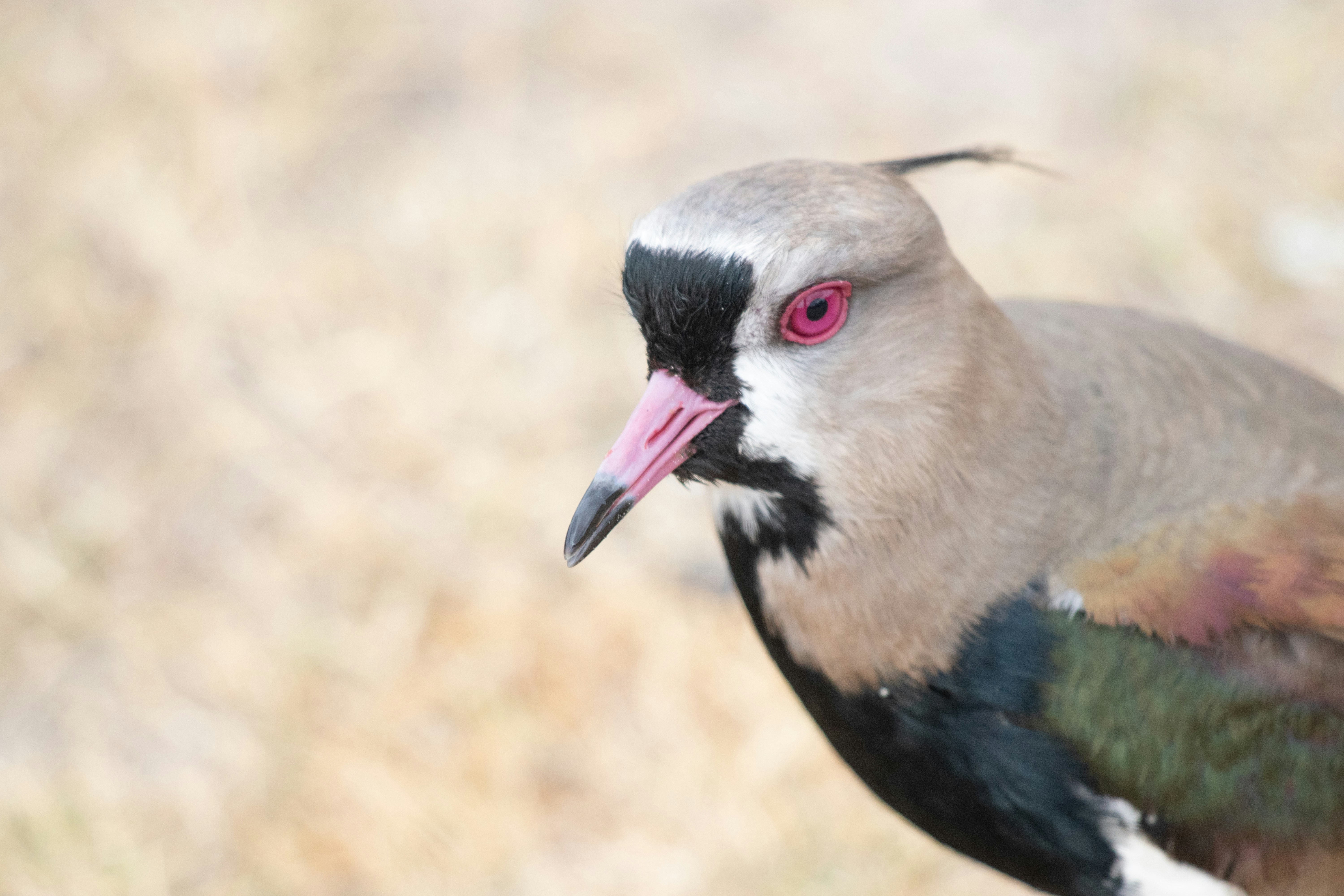Southern lapwing with distinctive plumage and red eyes against a blurred background.