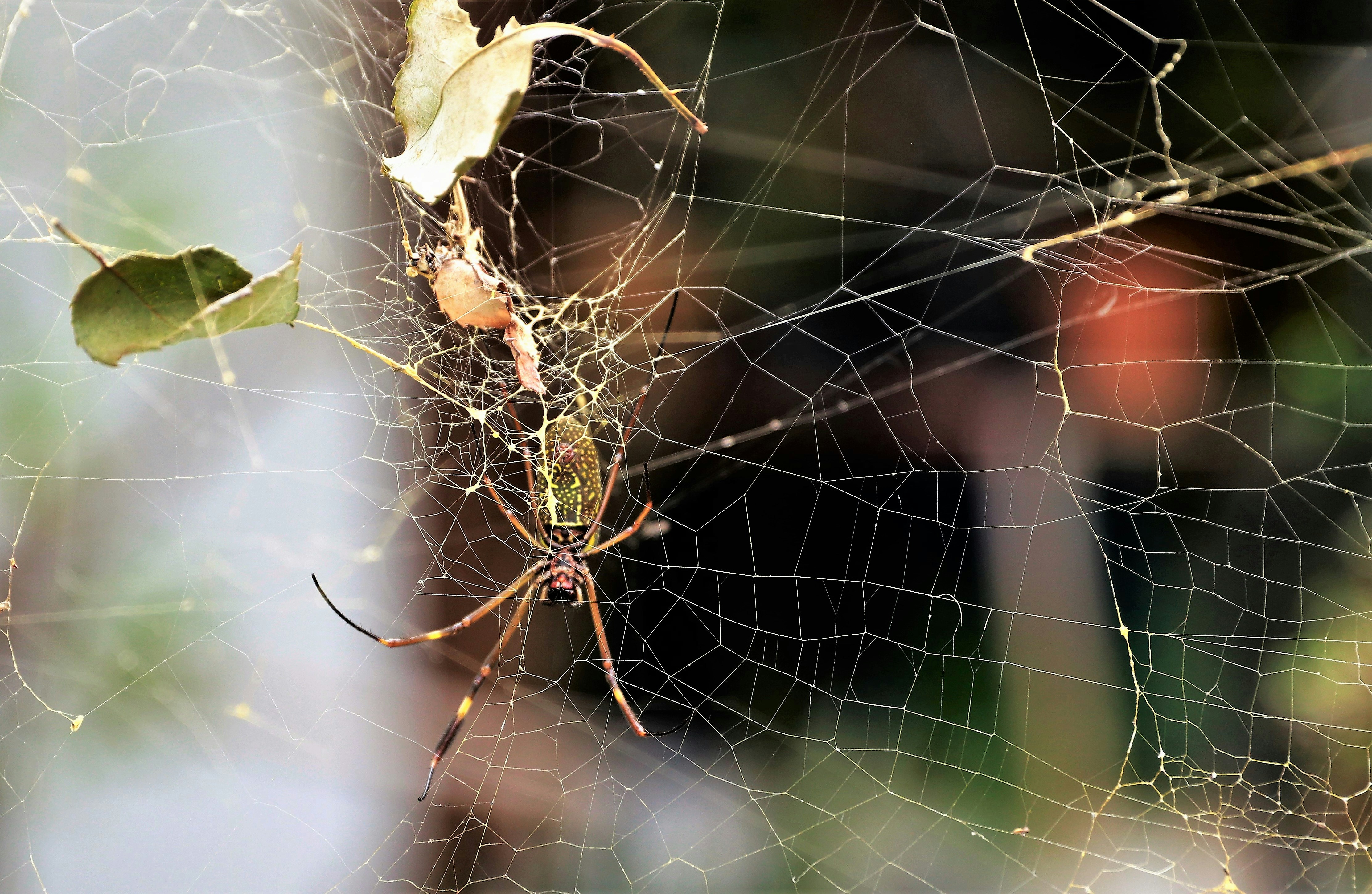 Web of Silence: A Spider's Gossamer Masterpiece in the Garden