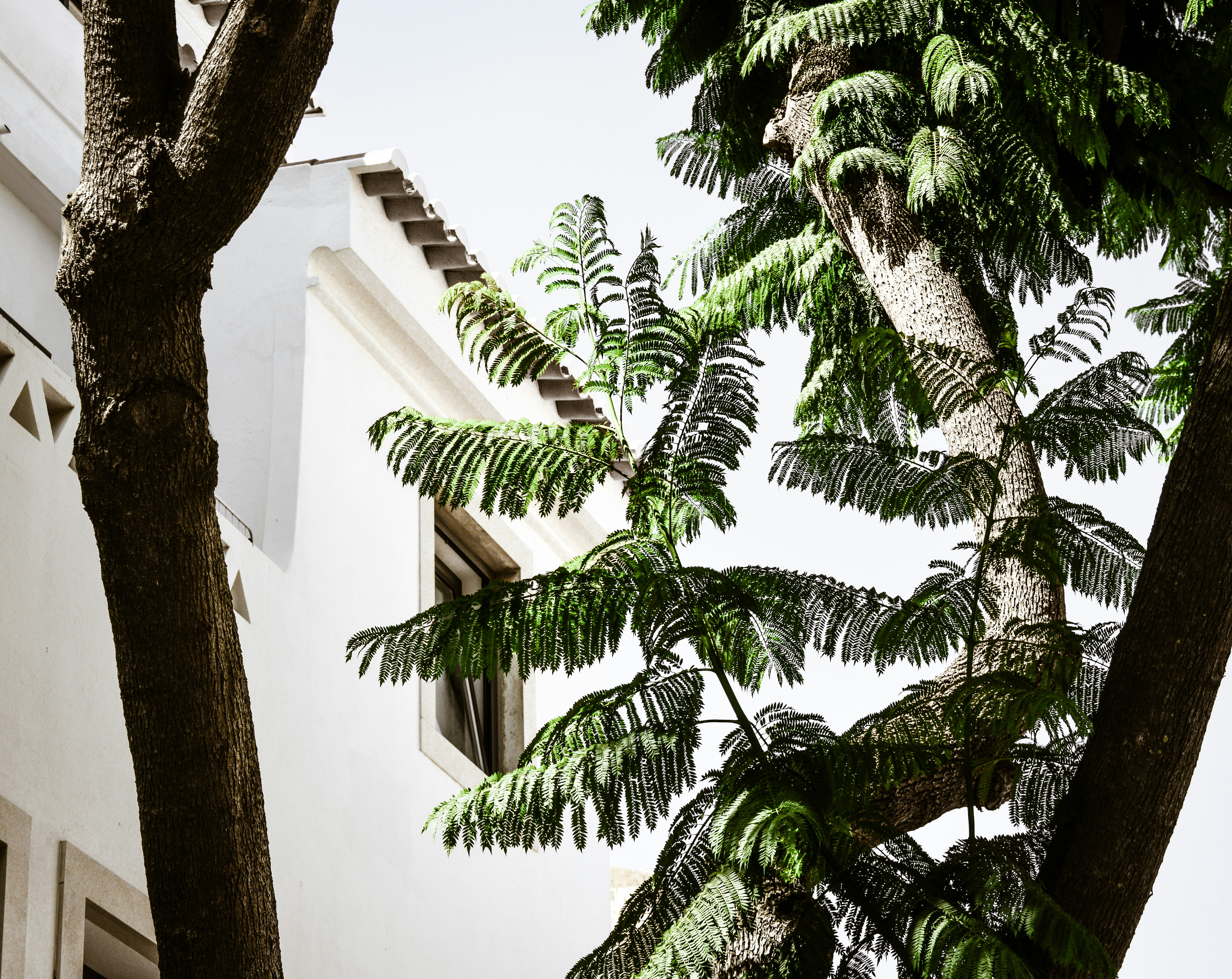 Green Canopy Framing a Quiet White Facade