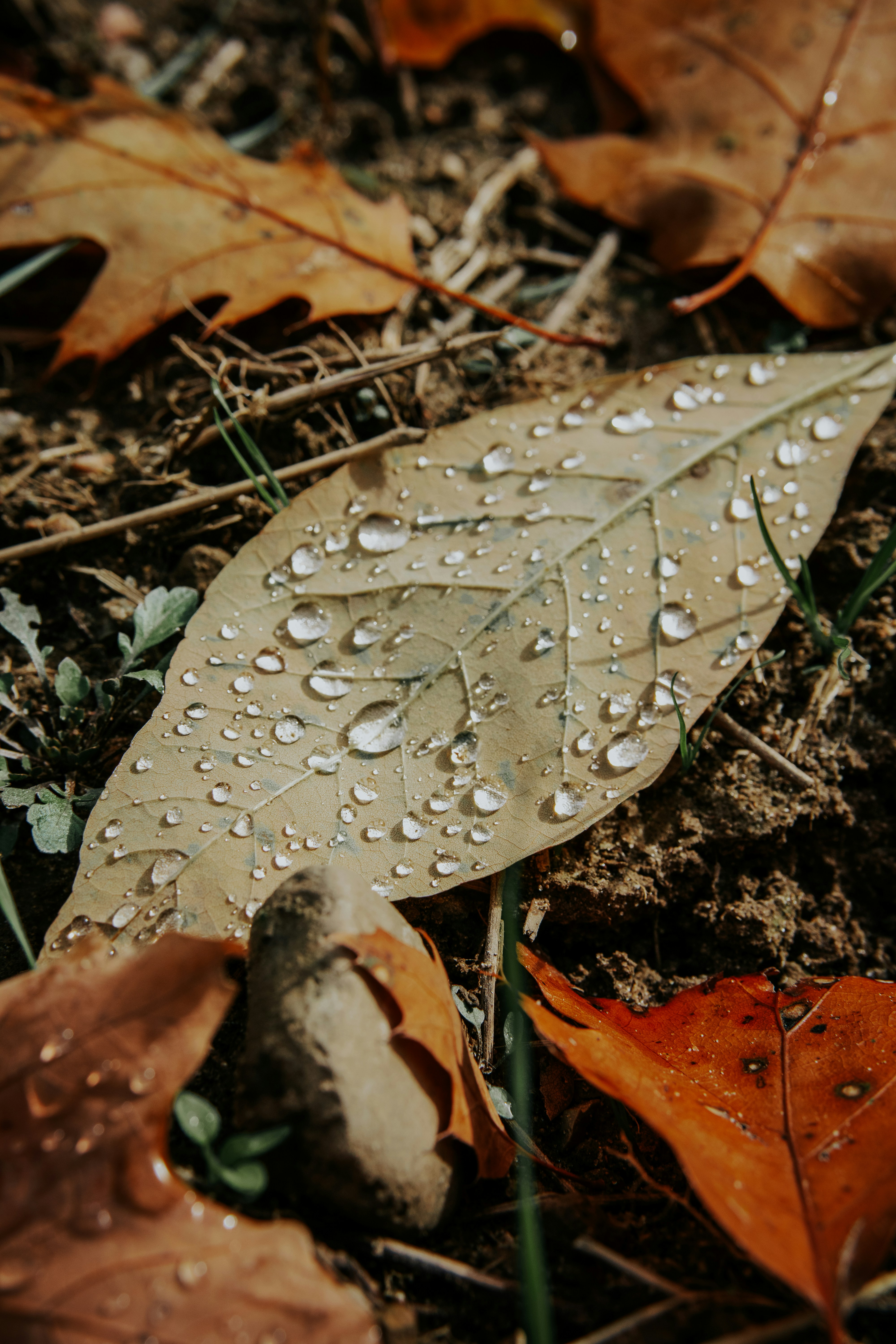 Dew on a Veined Leaf: Micro-Textures on Damp Autumn Ground