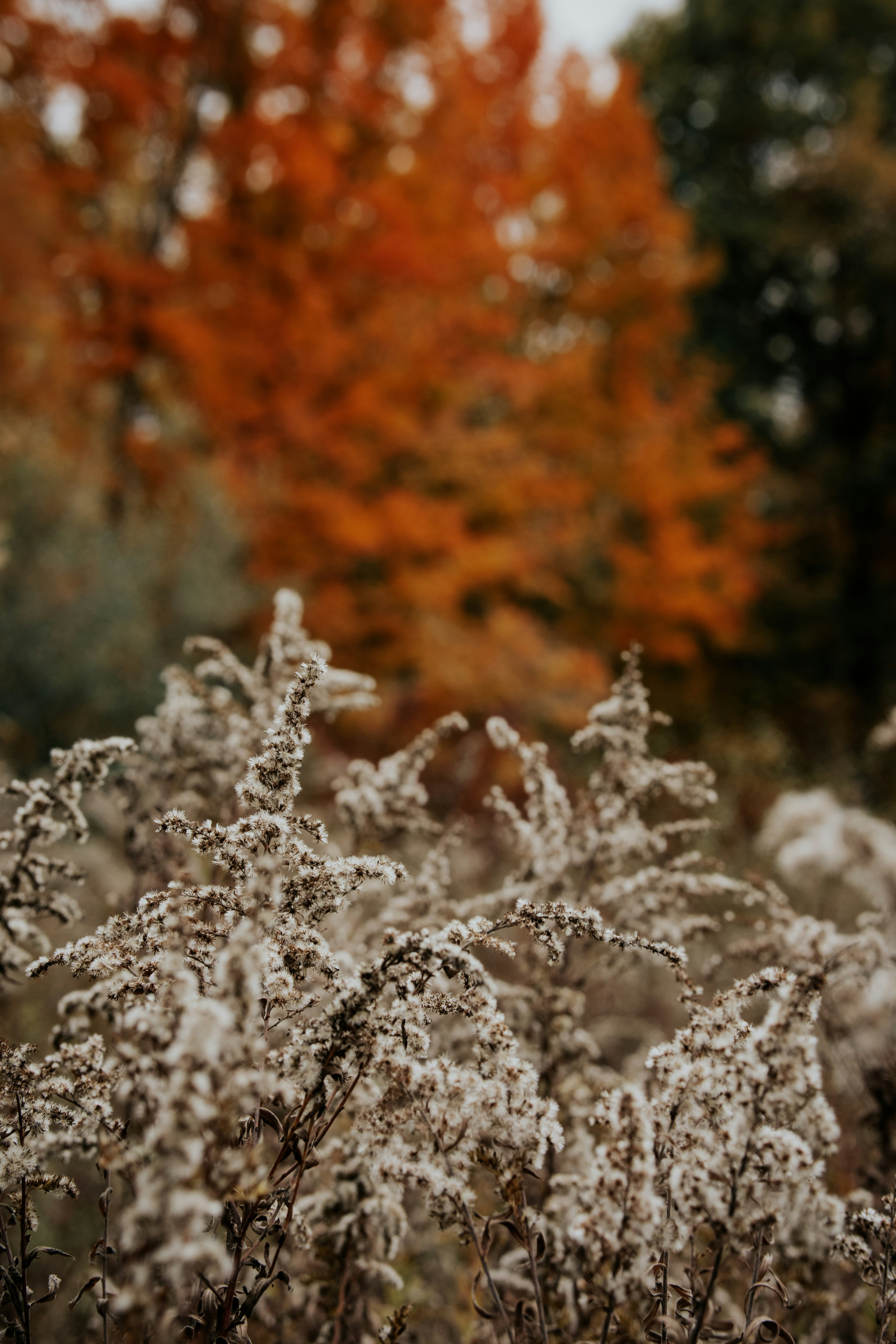 Autumnal Drift: Frosted Wildflowers Before a Fiery Forest