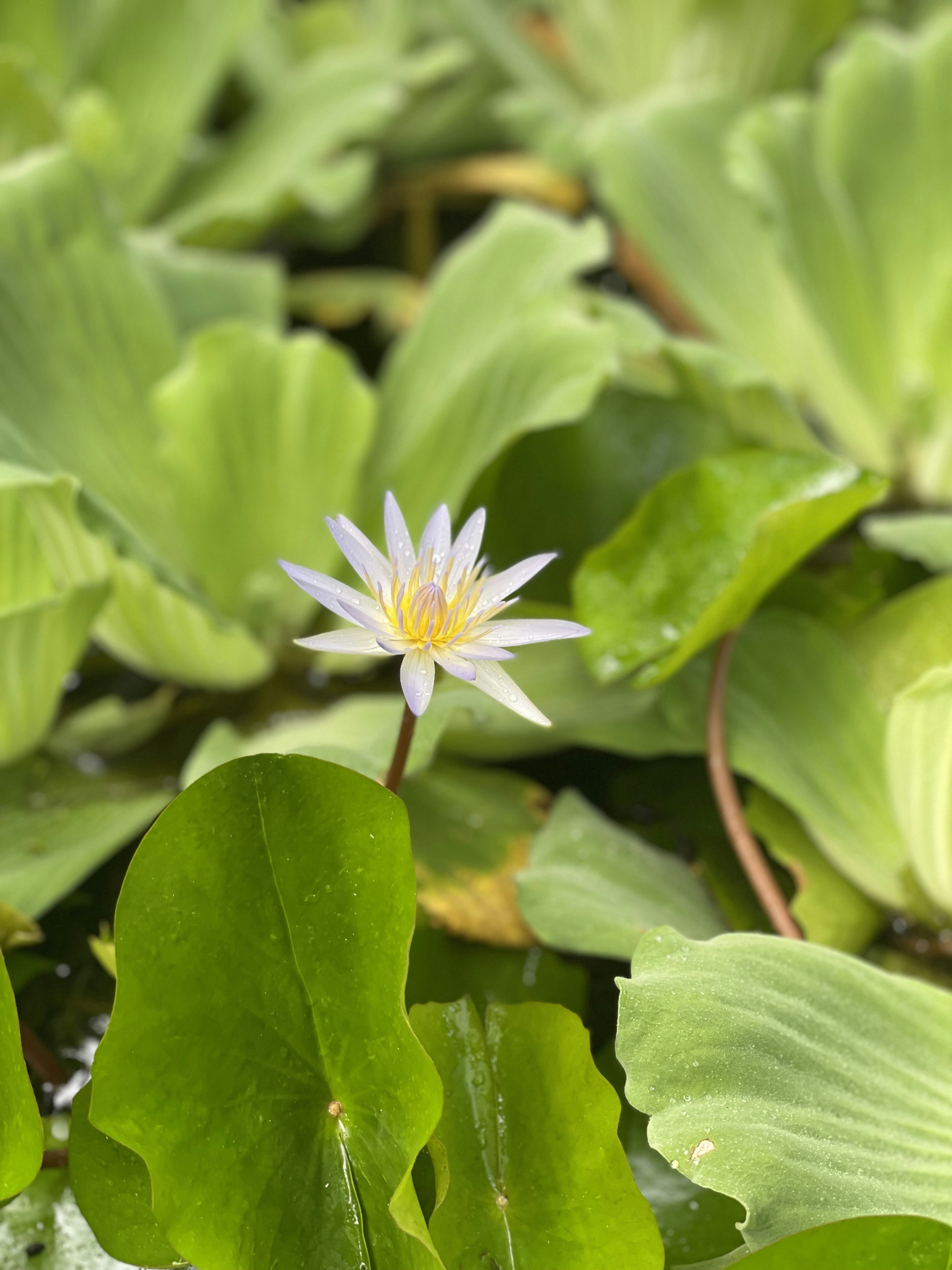 Serene Blossom Amidst Greenery